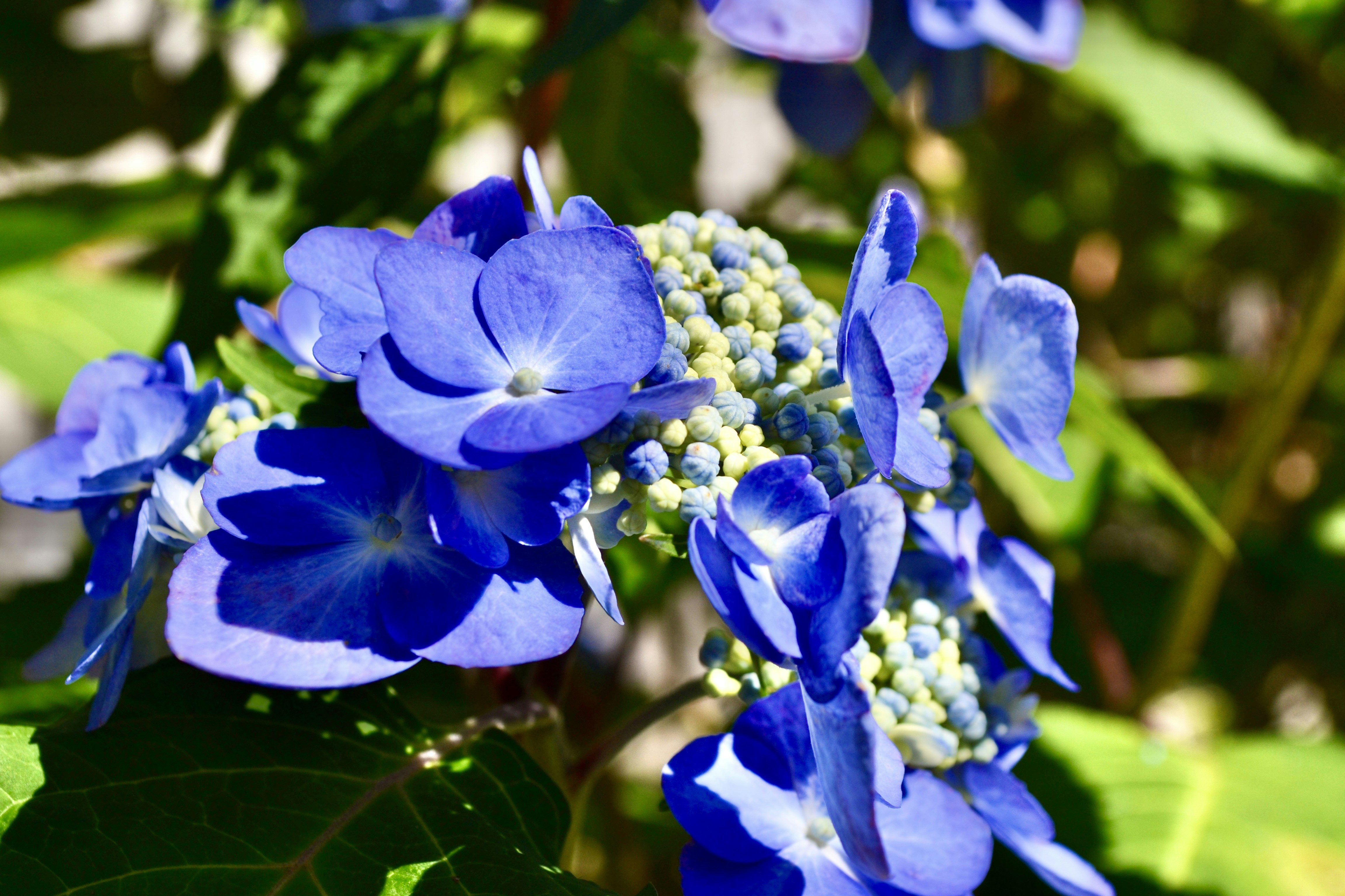Blue Hydrangea Cluster in Sunlit Garden Embracing Spring