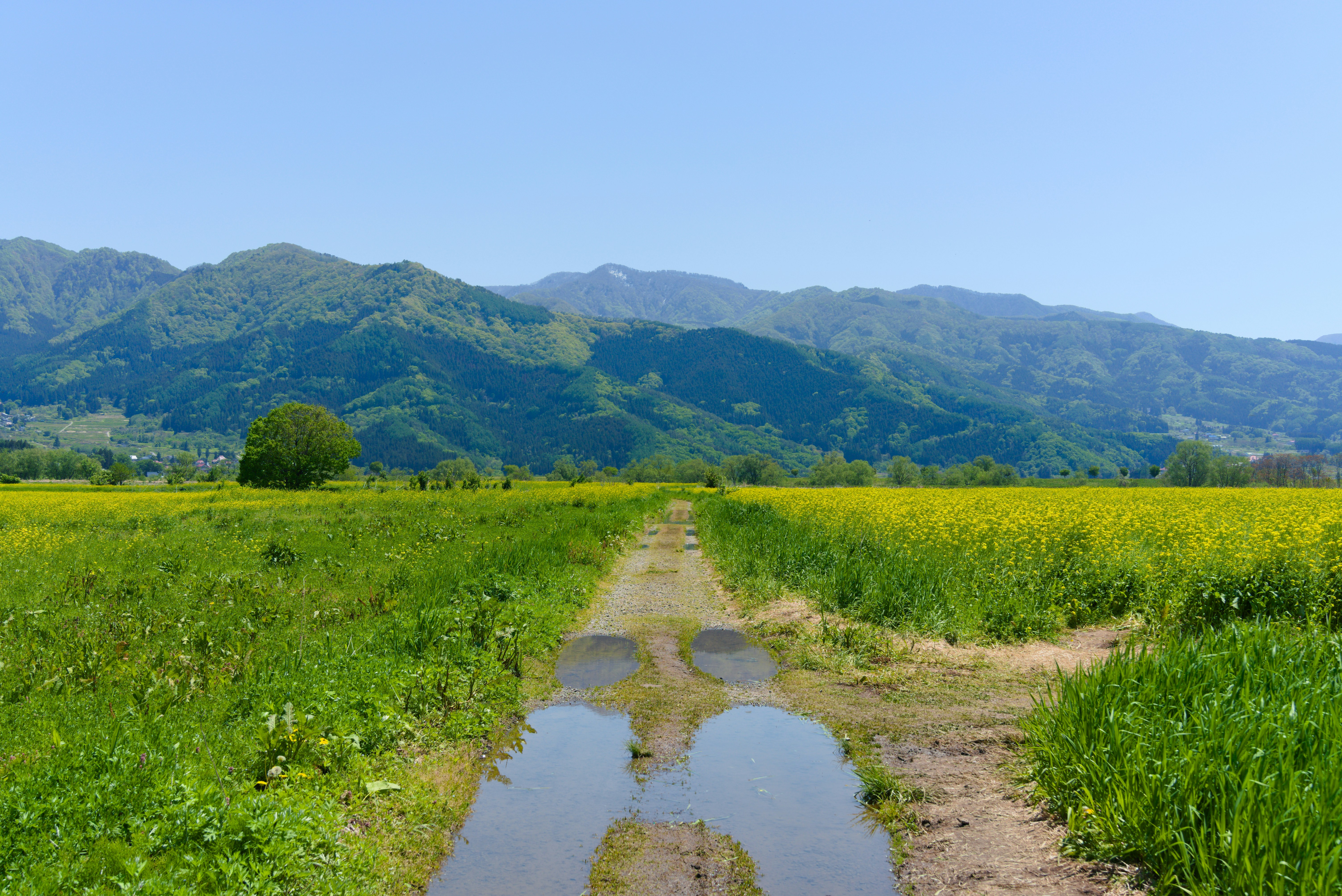 Path Through a Golden Field to the Mountain Horizon