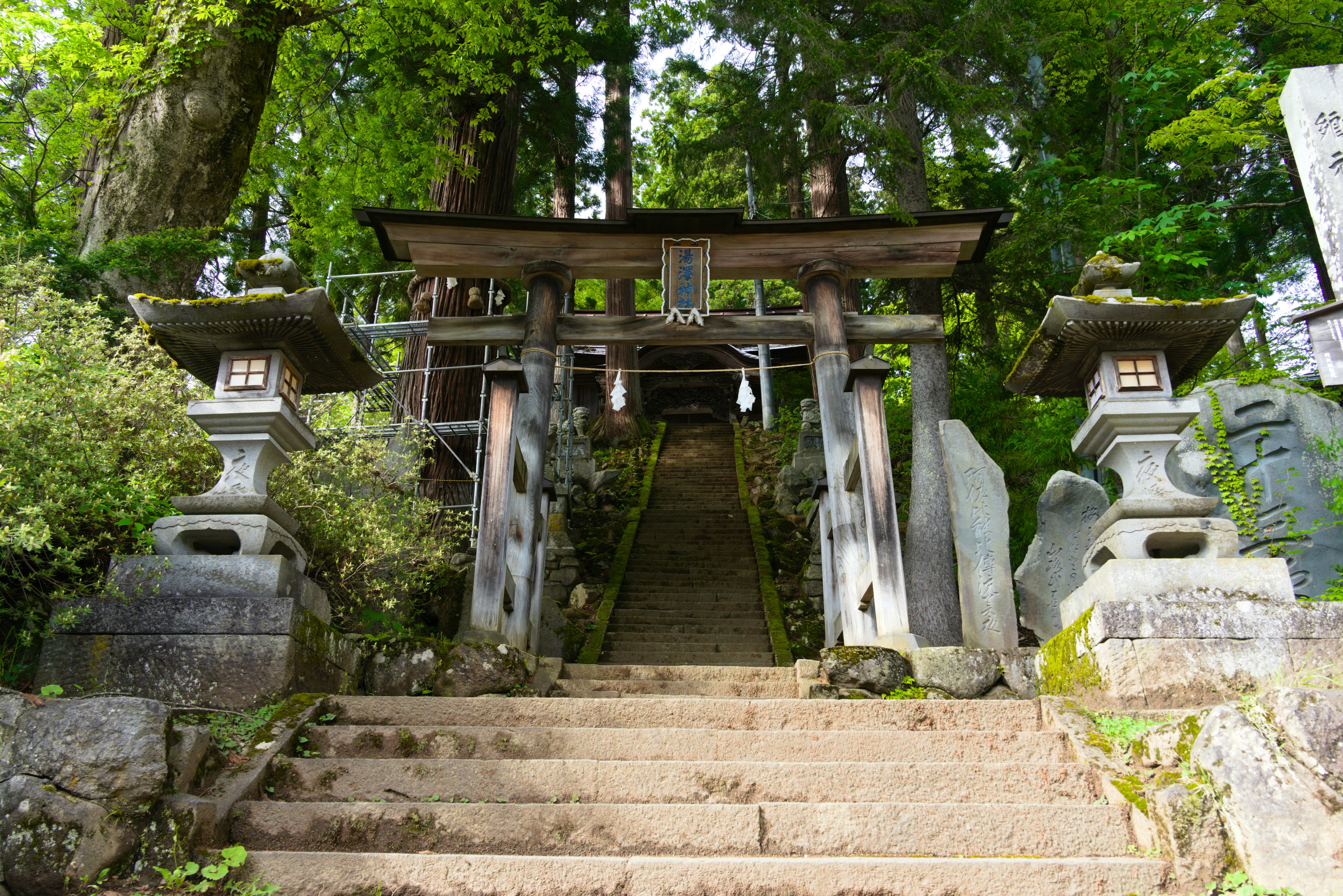 Steps to the Sacred Torii: Stairs through the cedar Shrine Gate