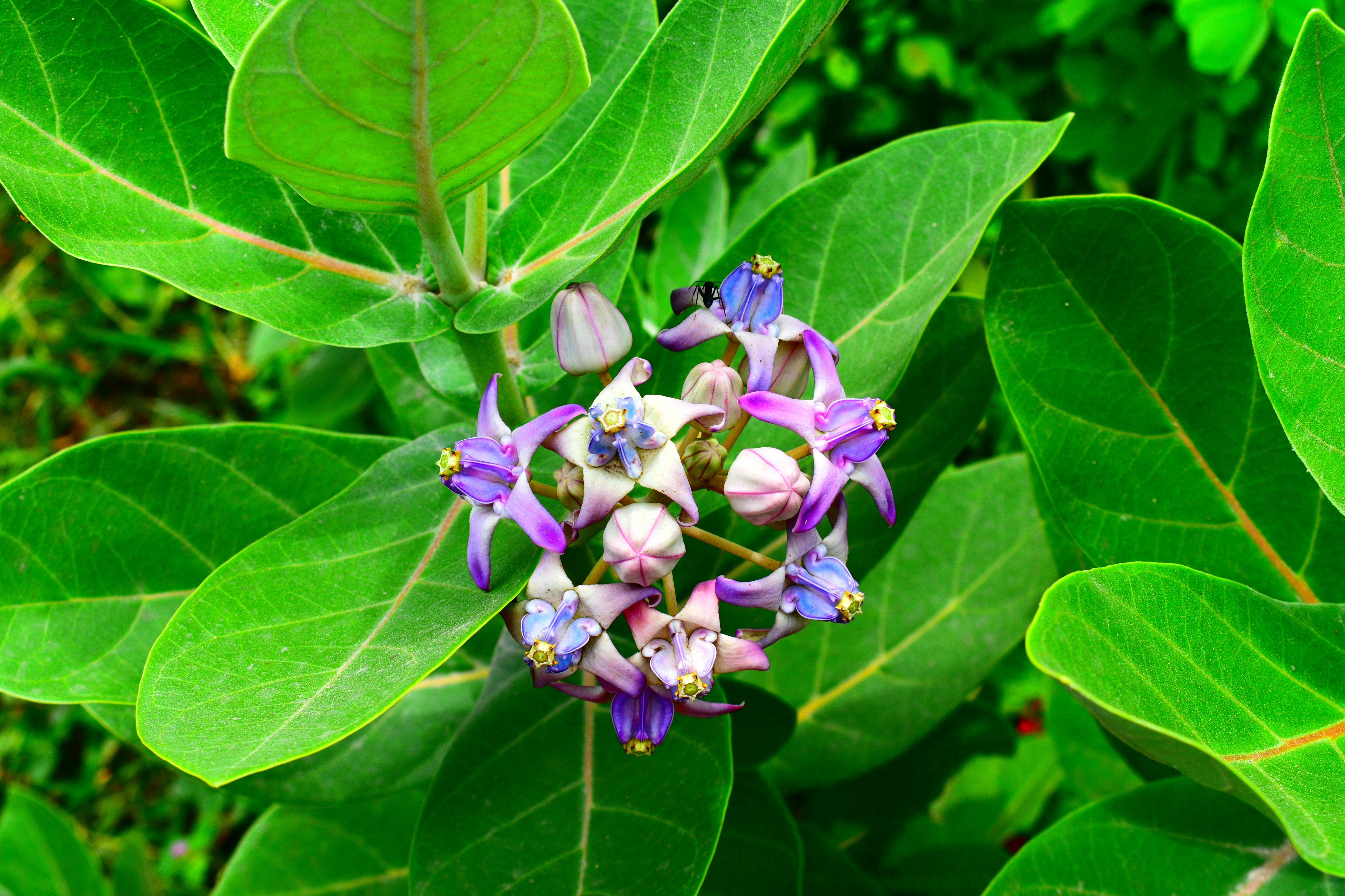 Vivid Helix: Purple Bloom at the Center of Lush Green Leaves