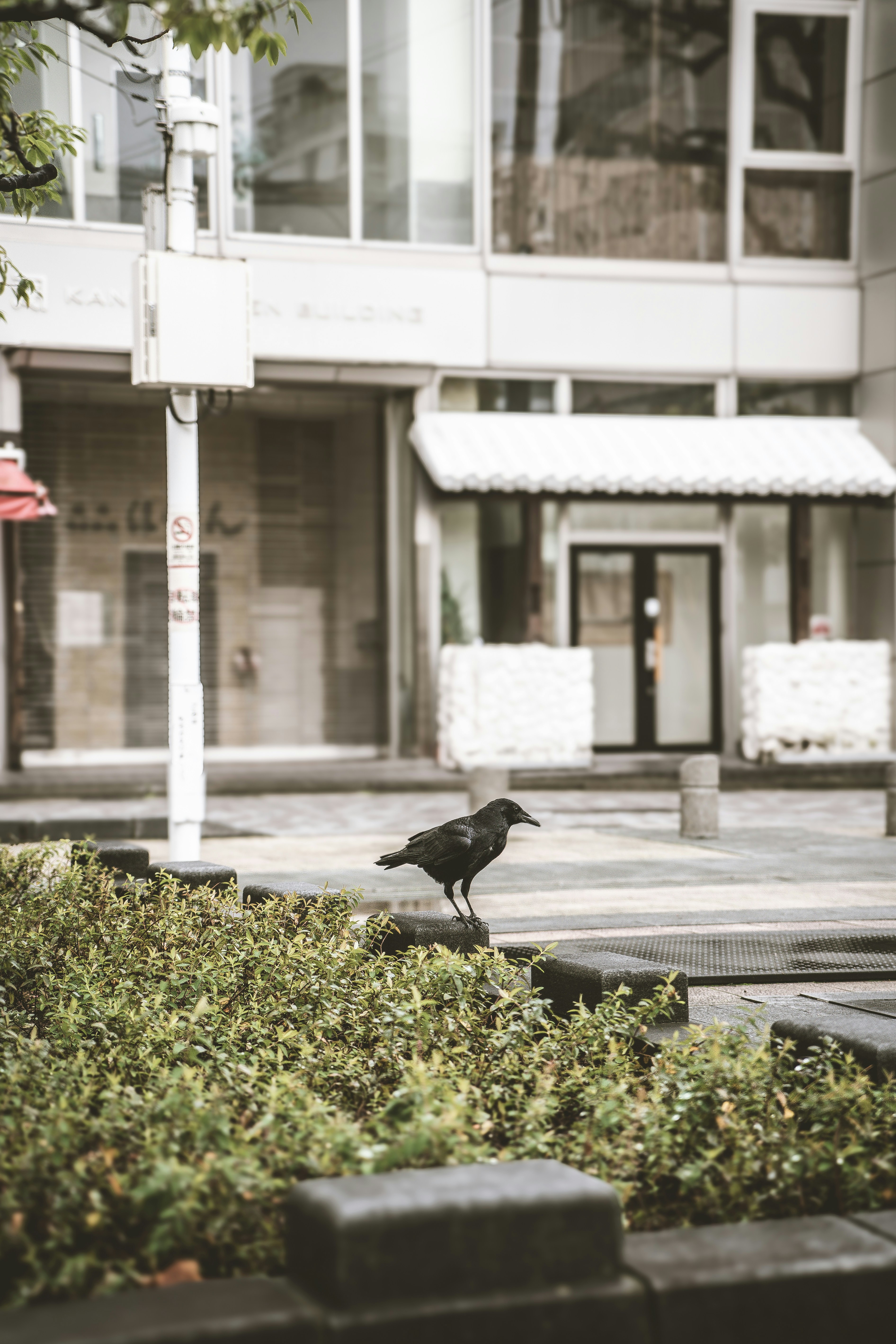 Black crow on a green planter in a city.
