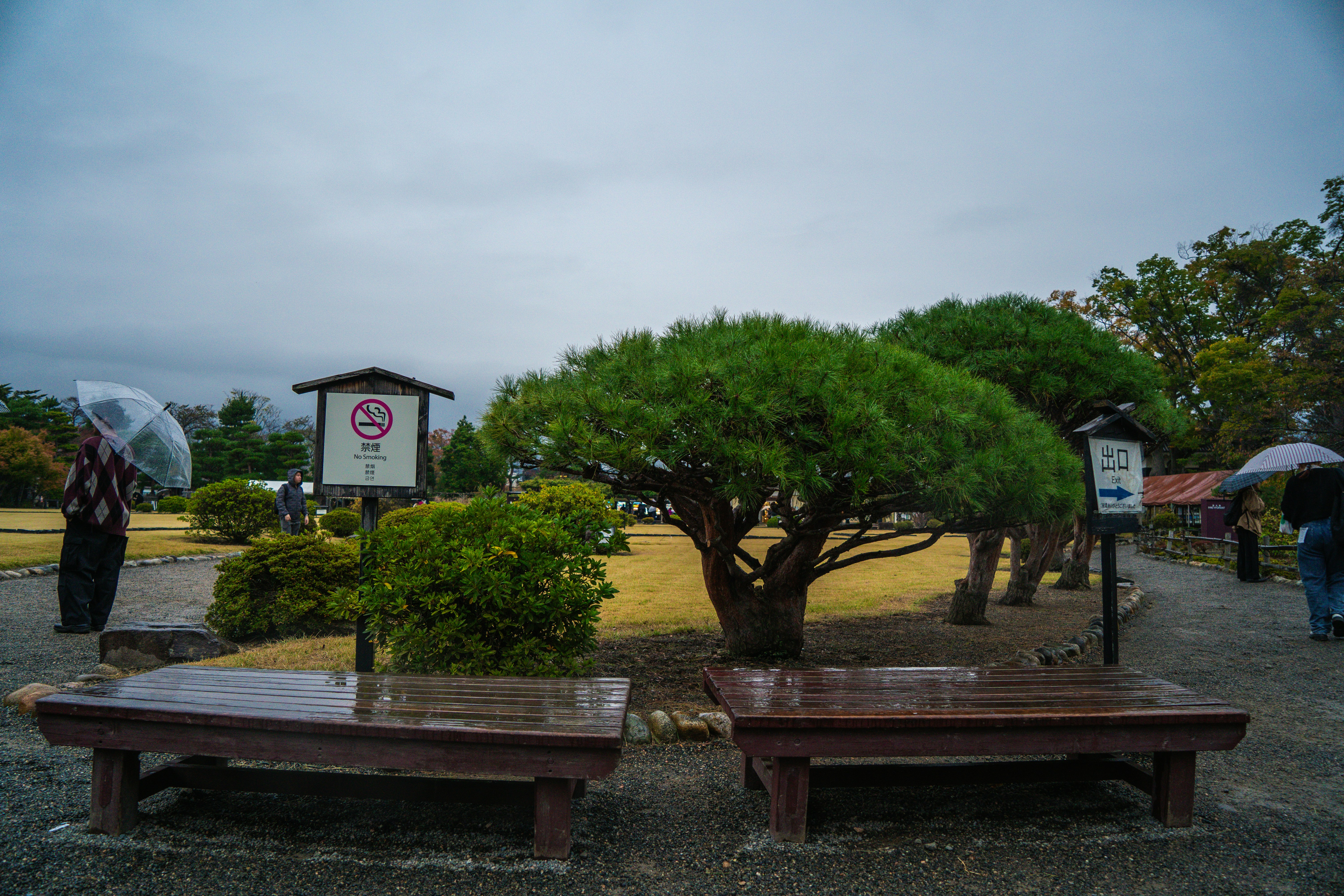 Quiet Park Bench beneath a Sculpted Tree