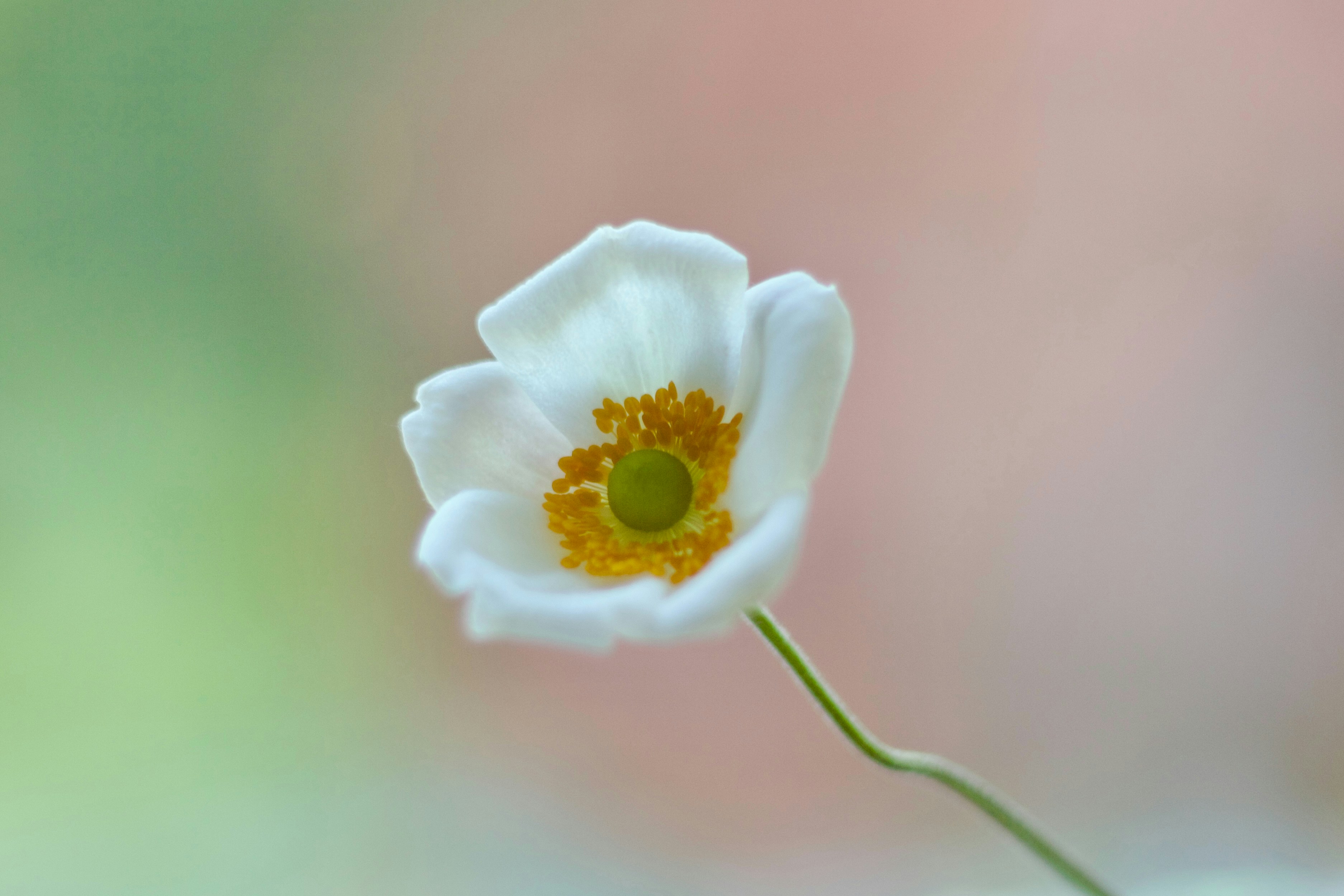 Whispering White Blossom with a Golden Heart
