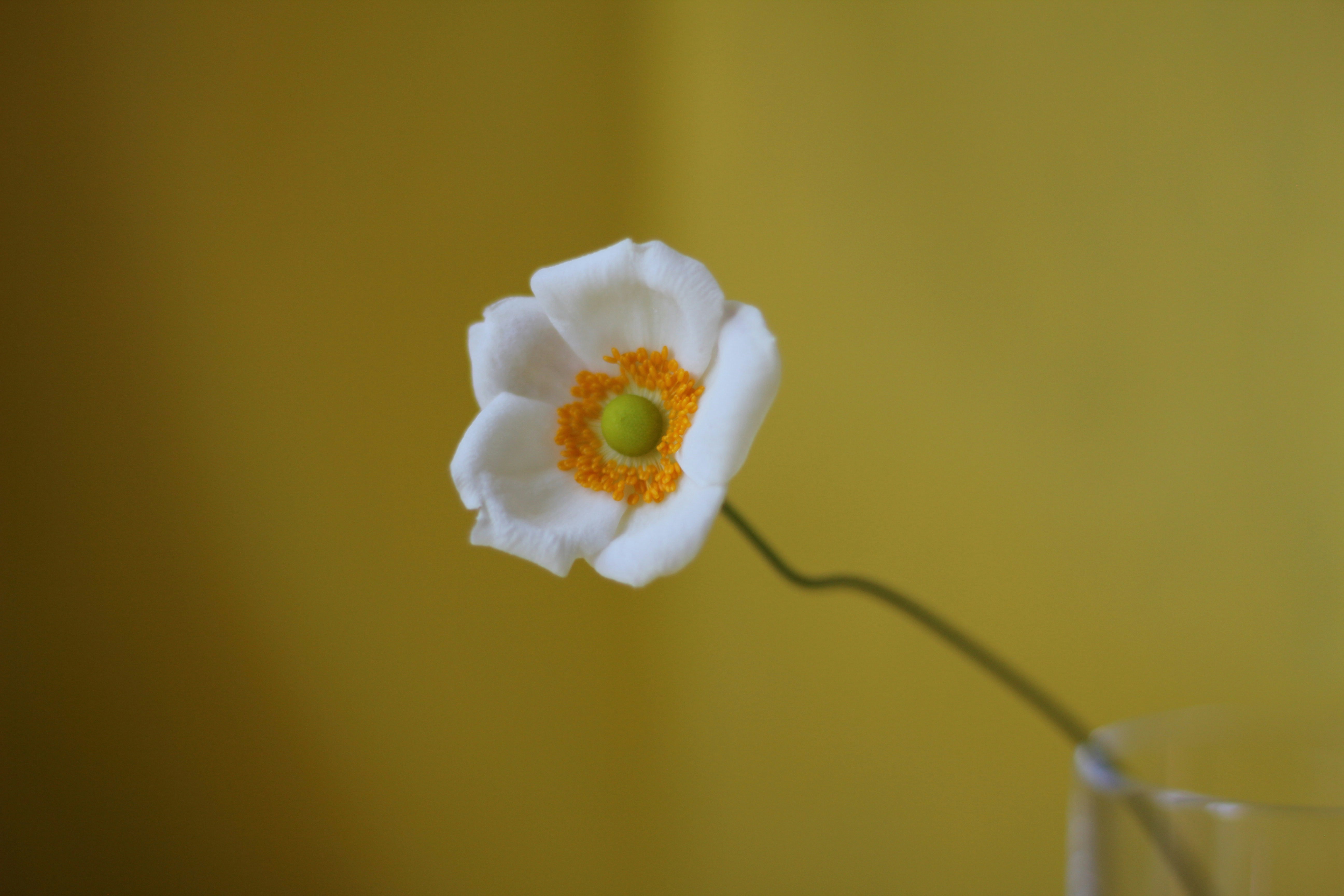 Solitary White Flower on a Silky Stem