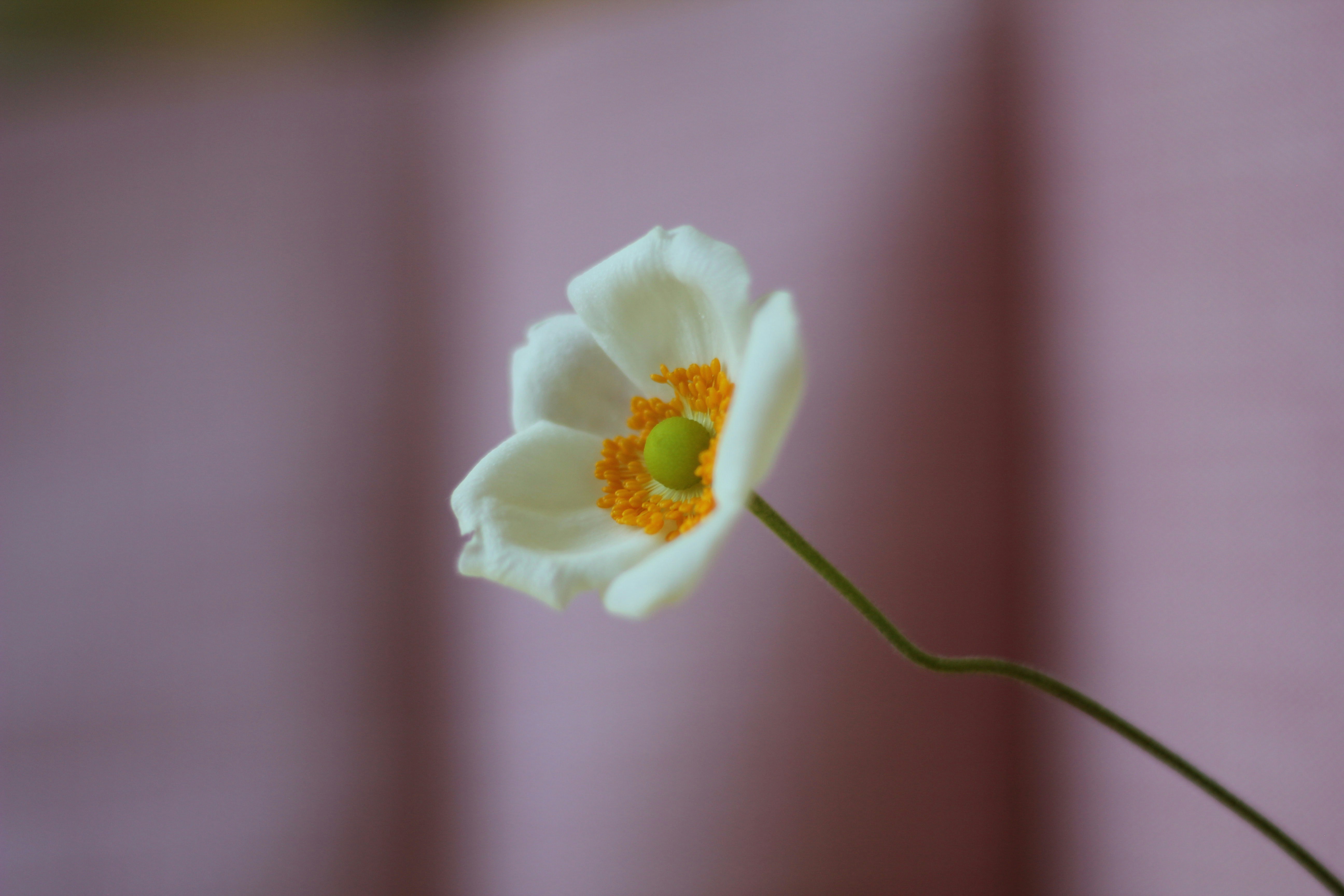 White poppy bloom on a soft blur backdrop
