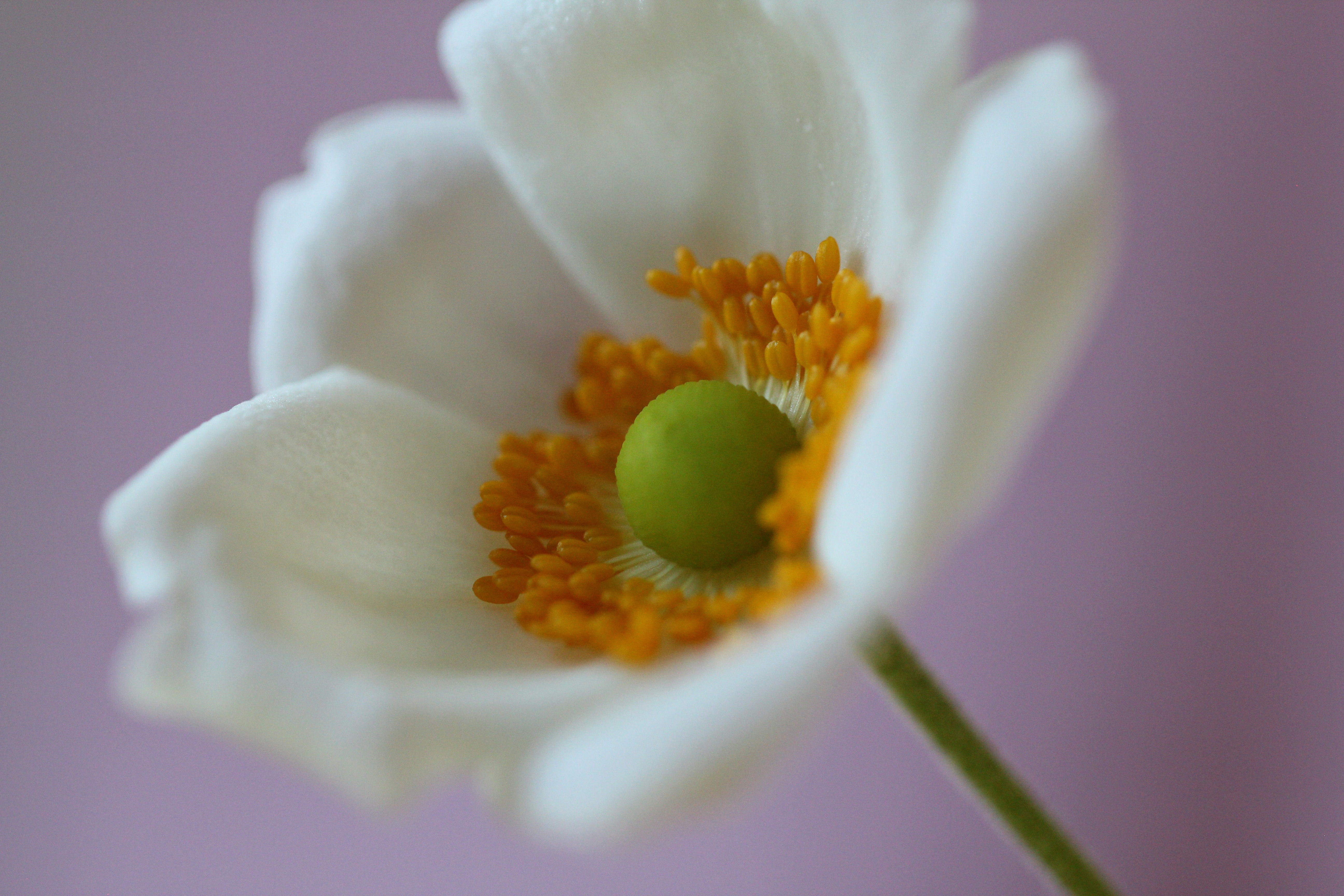 White Anemone Bloom: Soft Petals Framing a Gold Center