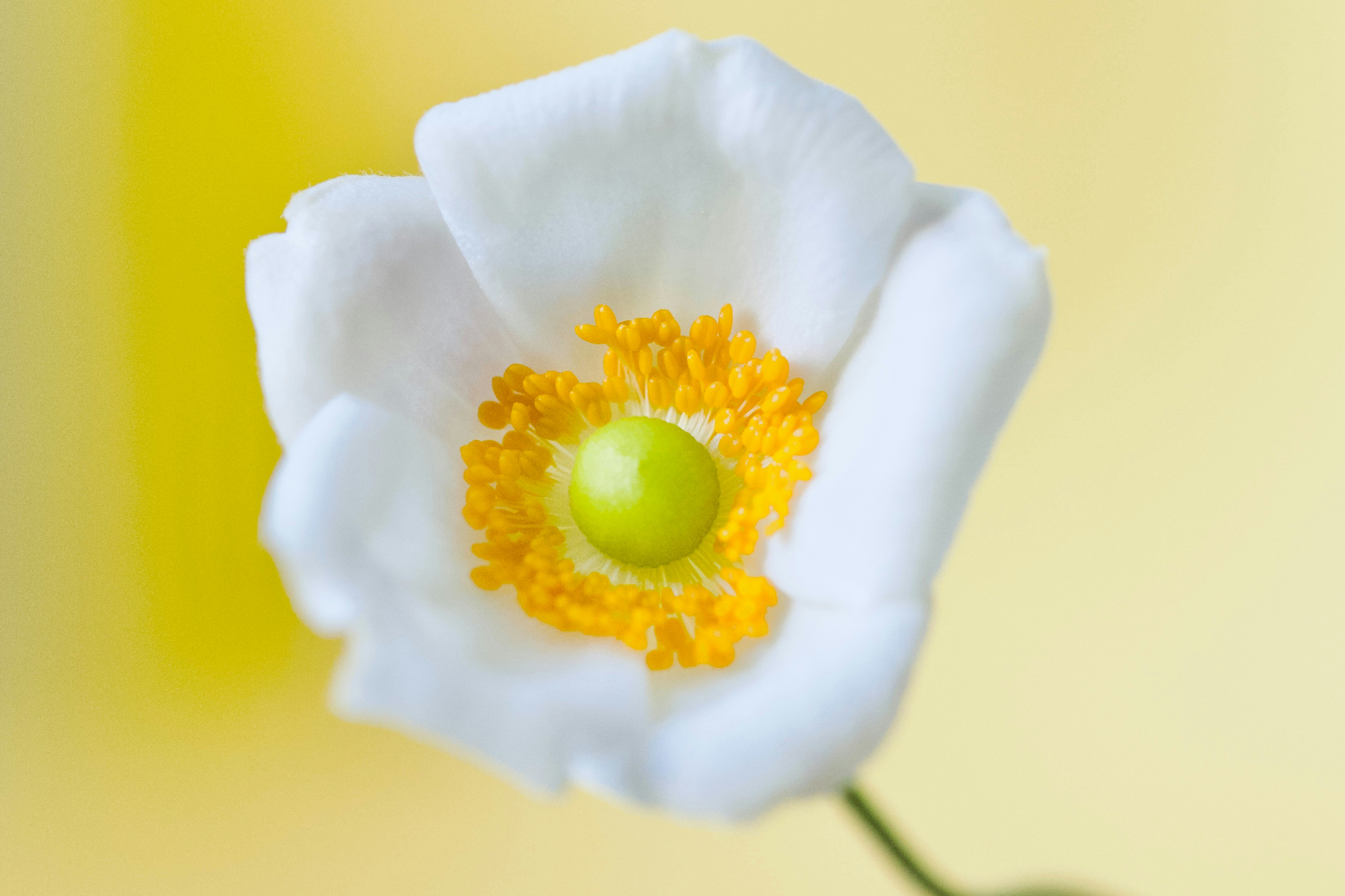 Close-up of a solitary white flower with vibrant orange pollen ring against soft yellow backdrop