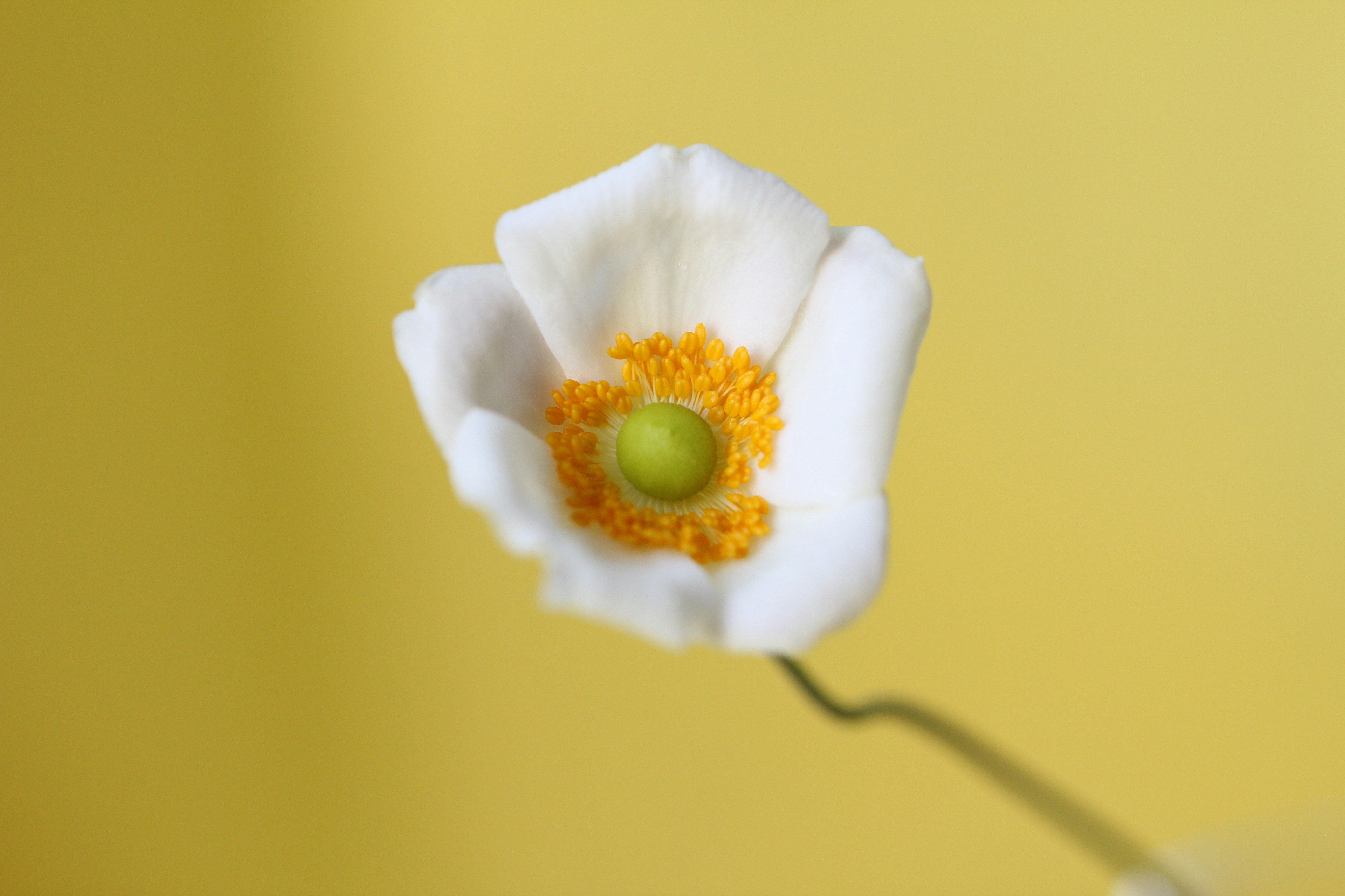 Soft-focus White Poppy with Yellow Center Against Sunlit Yellow Backdrop