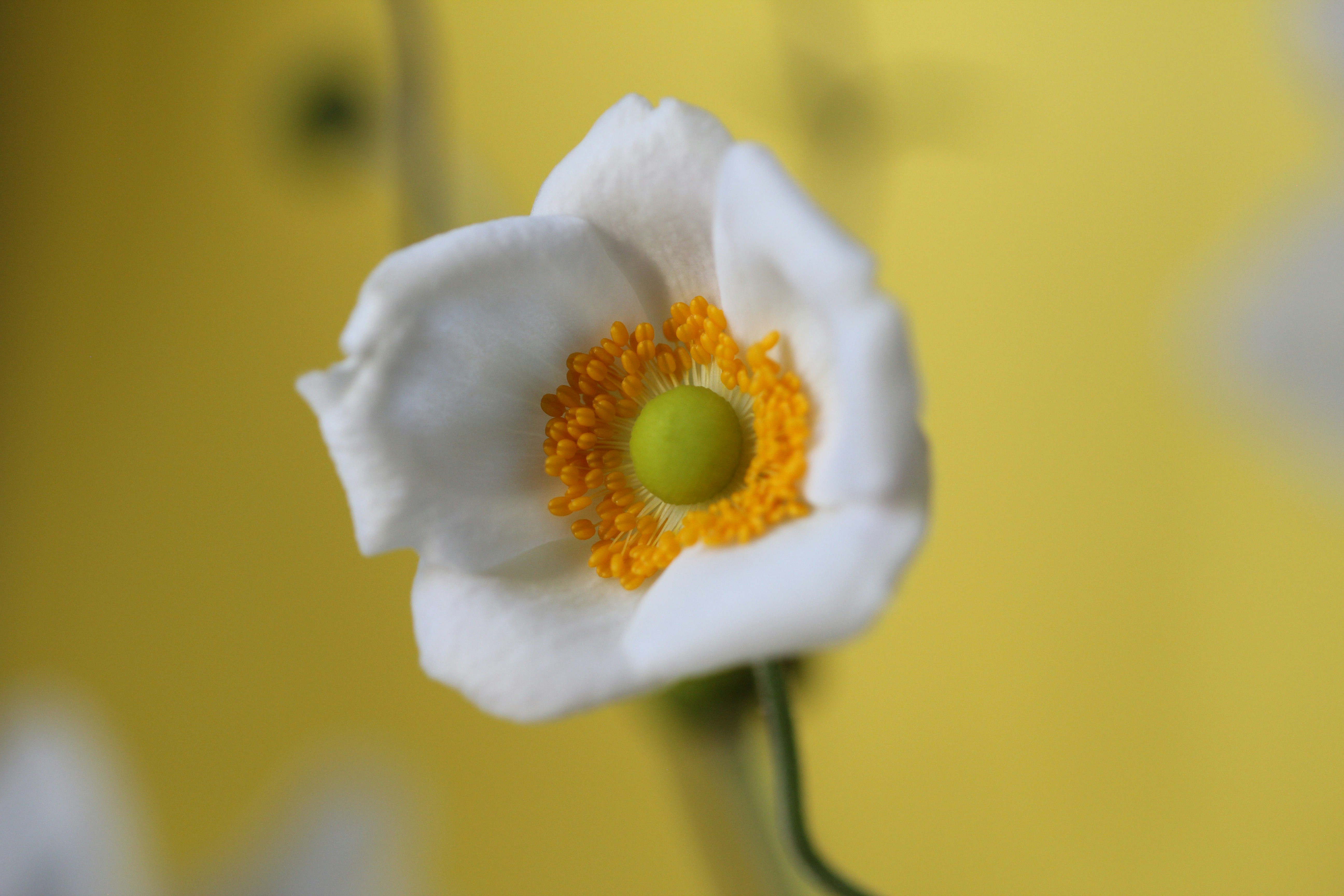 White poppy in soft focus against a sunny yellow backdrop