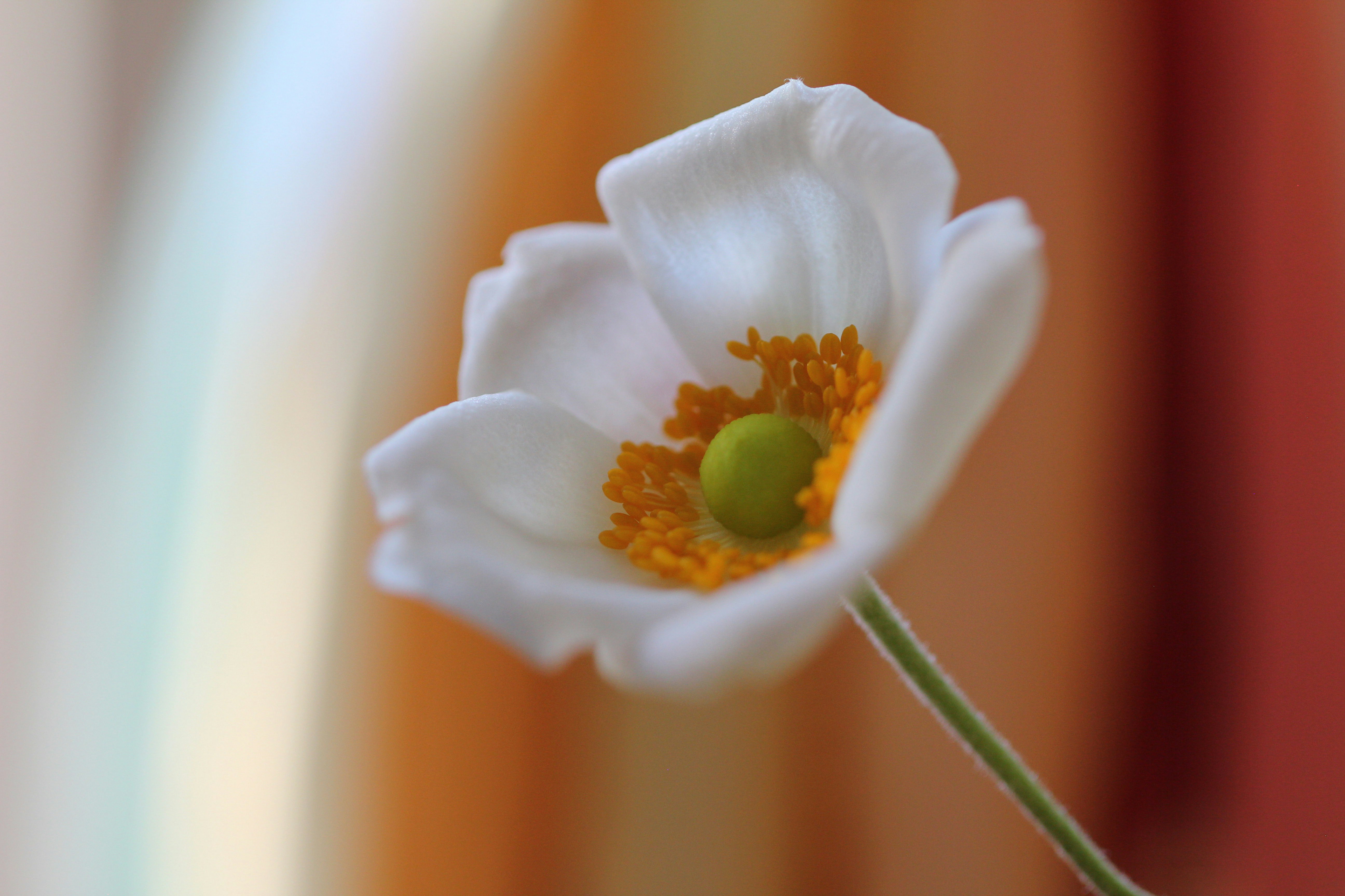 White poppy bloom with amber stamen against soft striped background