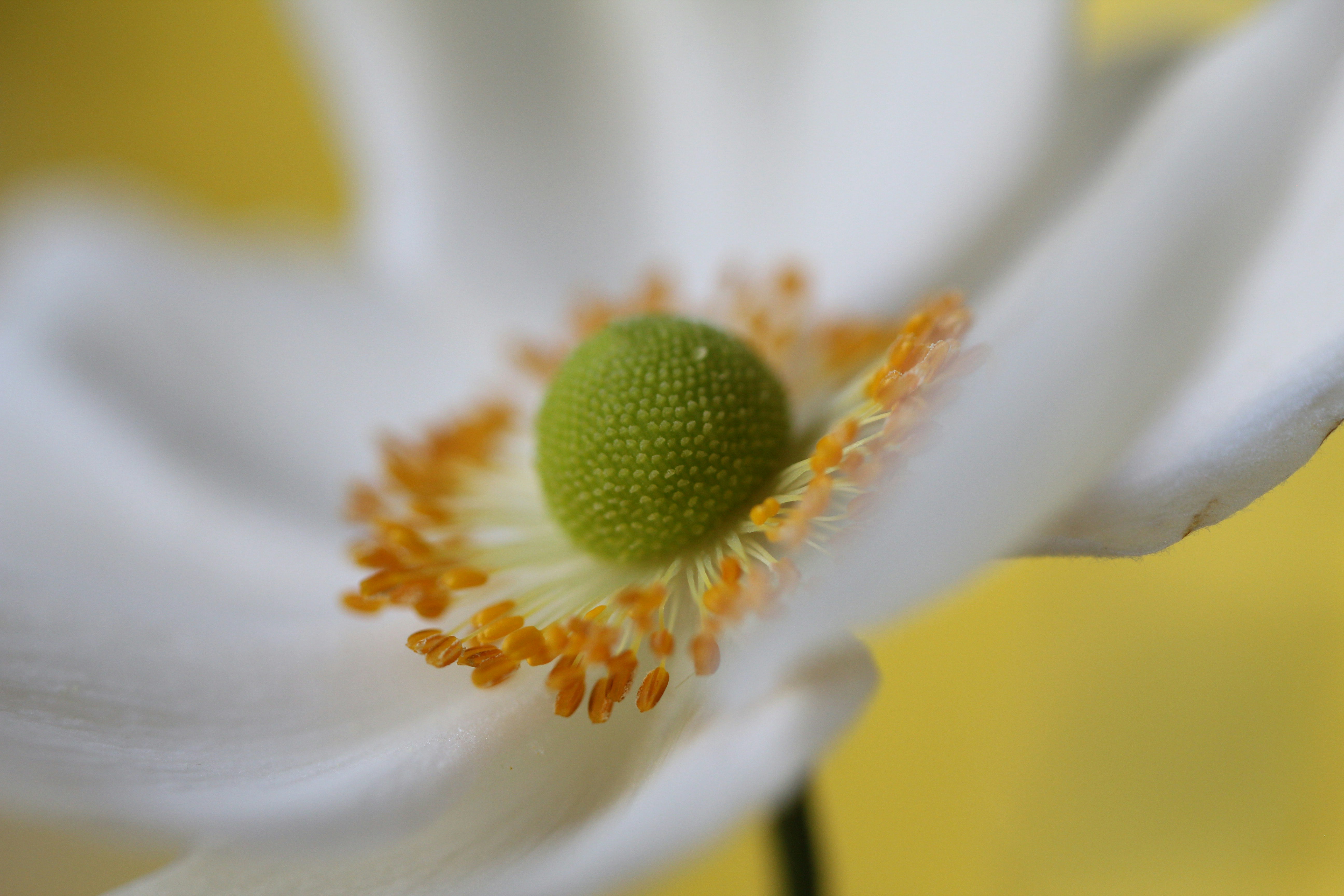 White blossom macro with a green central disk and orange stamen against a soft yellow background. A close-up study of floral detail, highlighting texture and delicate petals.