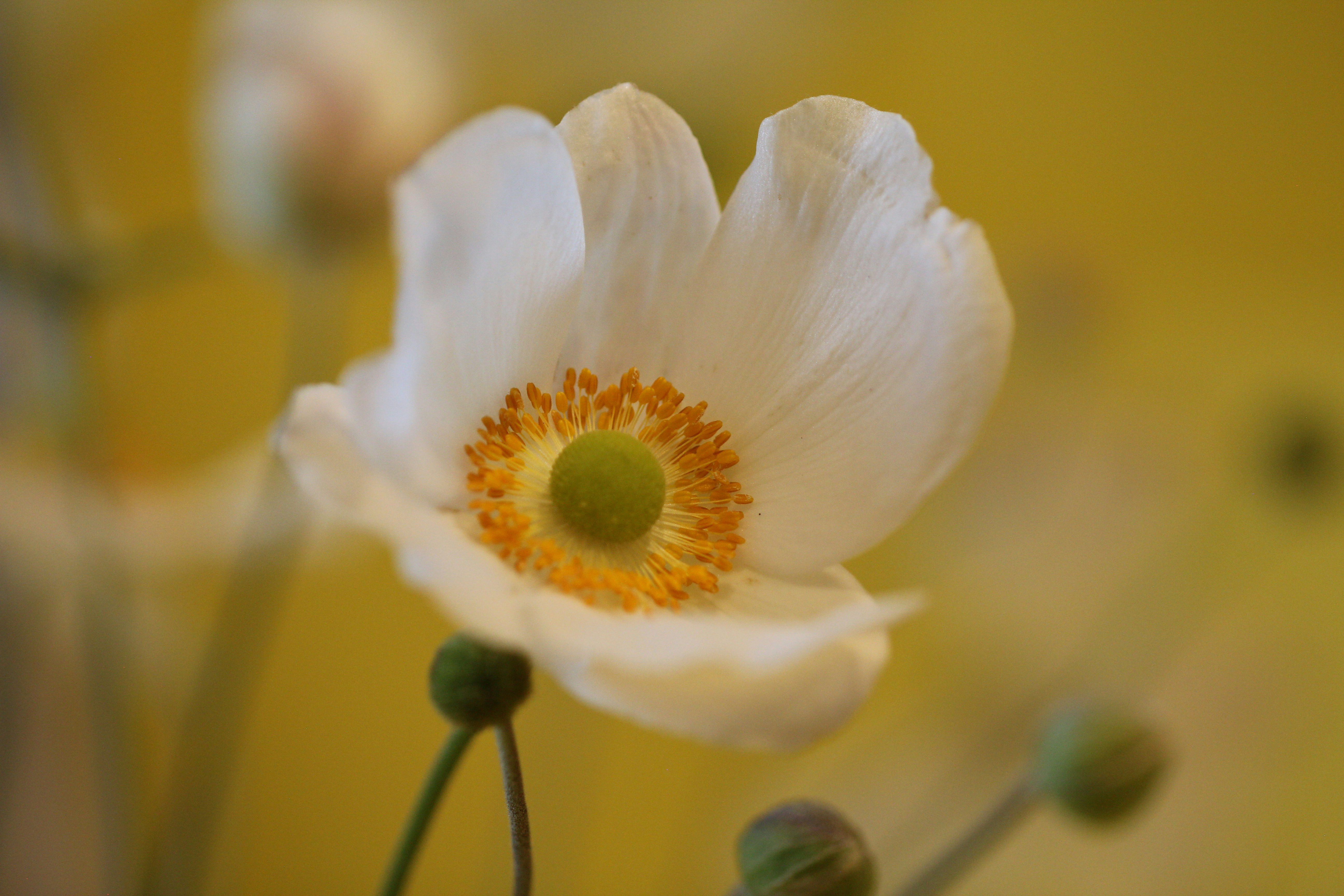 White Poppy in Soft Focus Garden Light