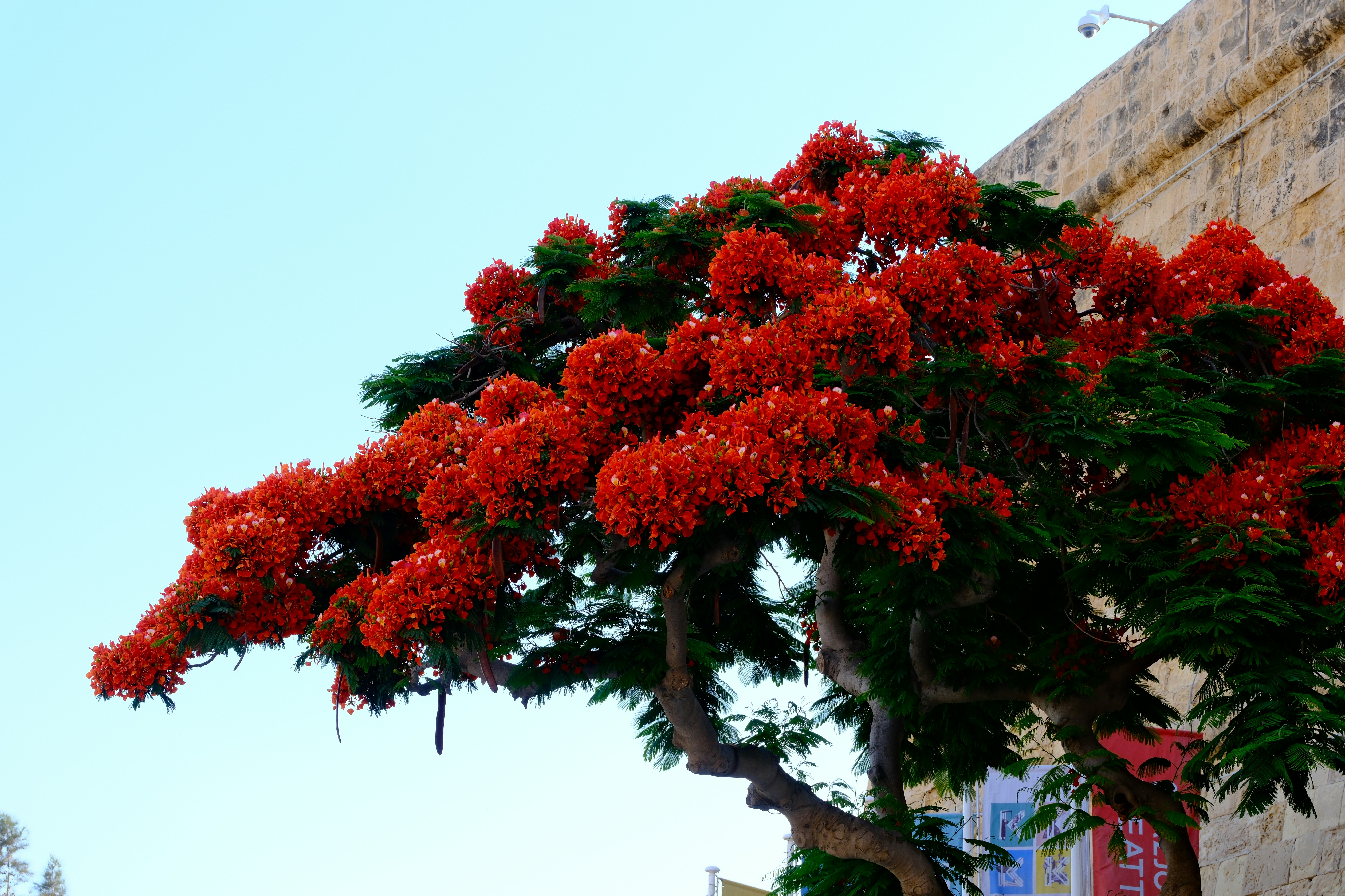 Crimson Umbrella of Blooms Over a Sunlit Urban Wall