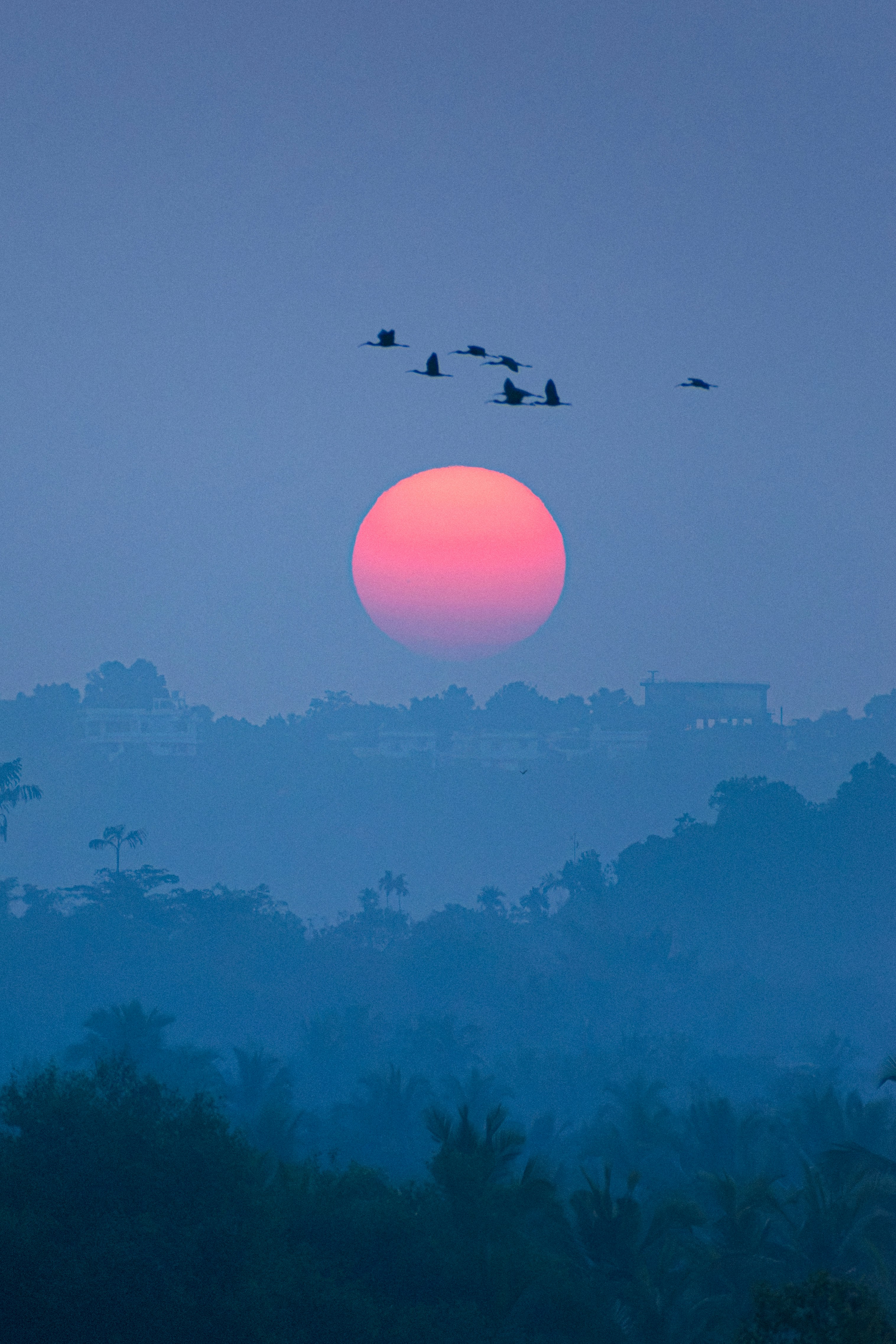 Pink Sunrise Over a Misty Horizon