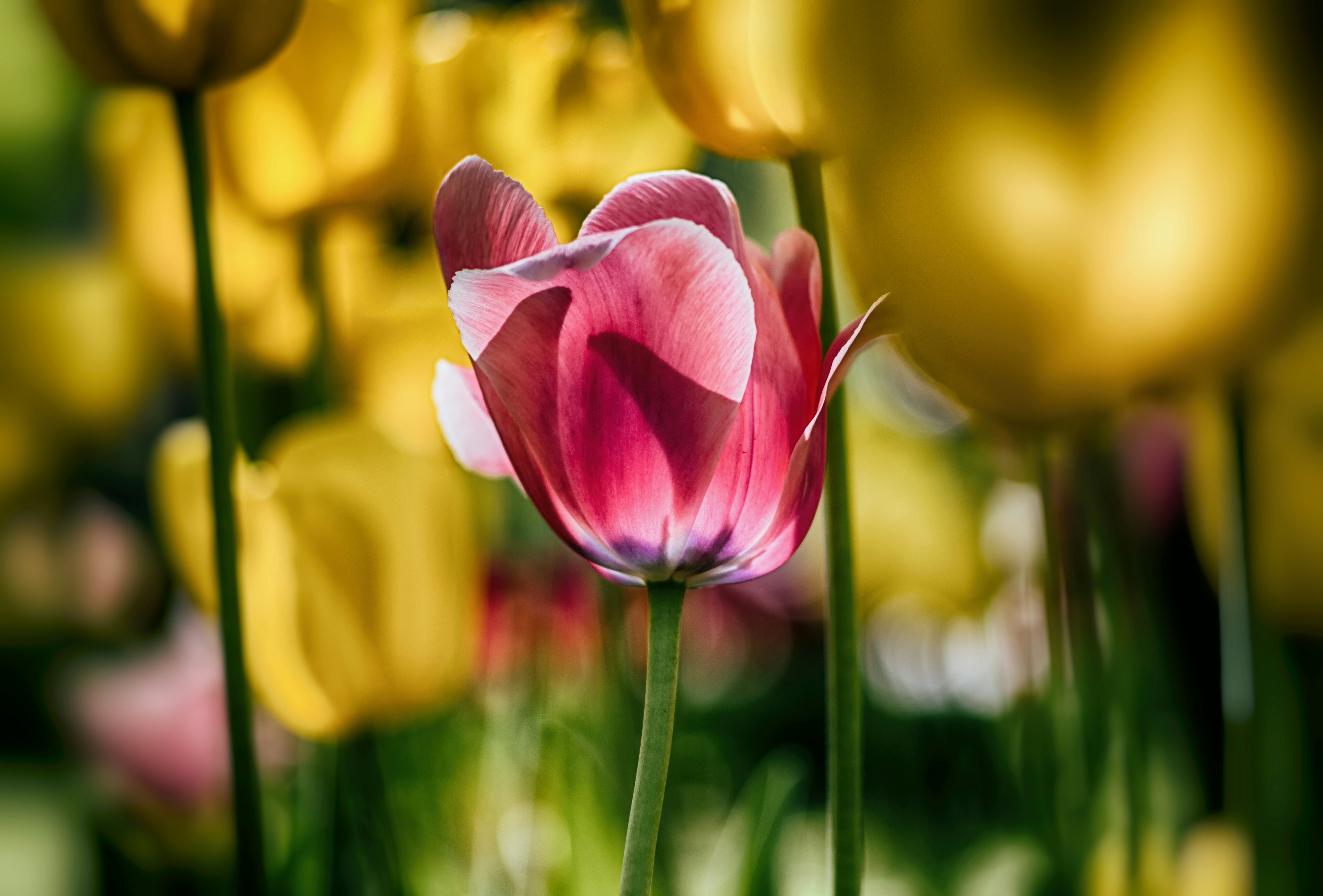Pink Tulip in Focus: A Delicate Banner Amid Bright Yellow Blooms