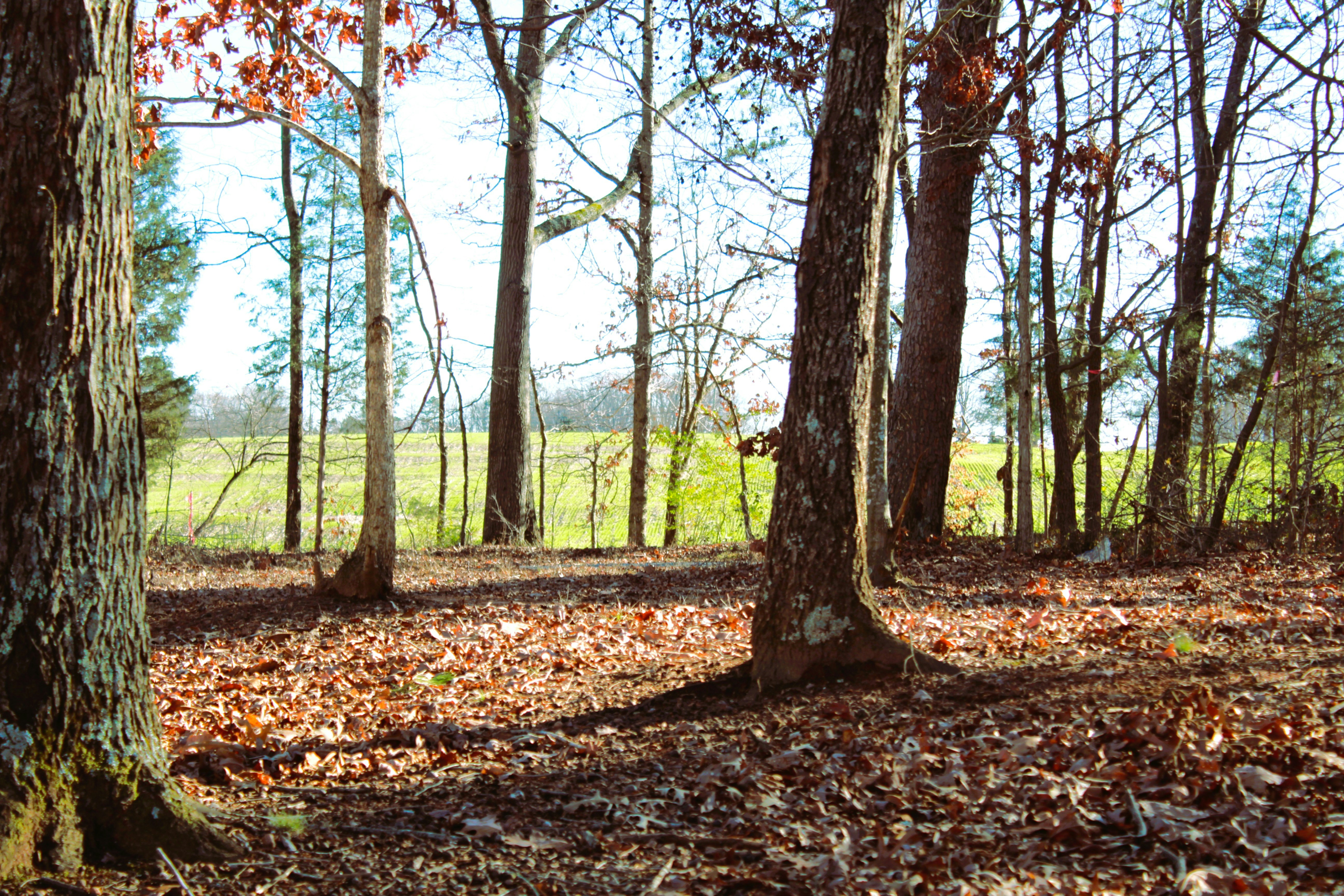 Sunlit Clearing: Trees Framing a Quiet Forest Floor