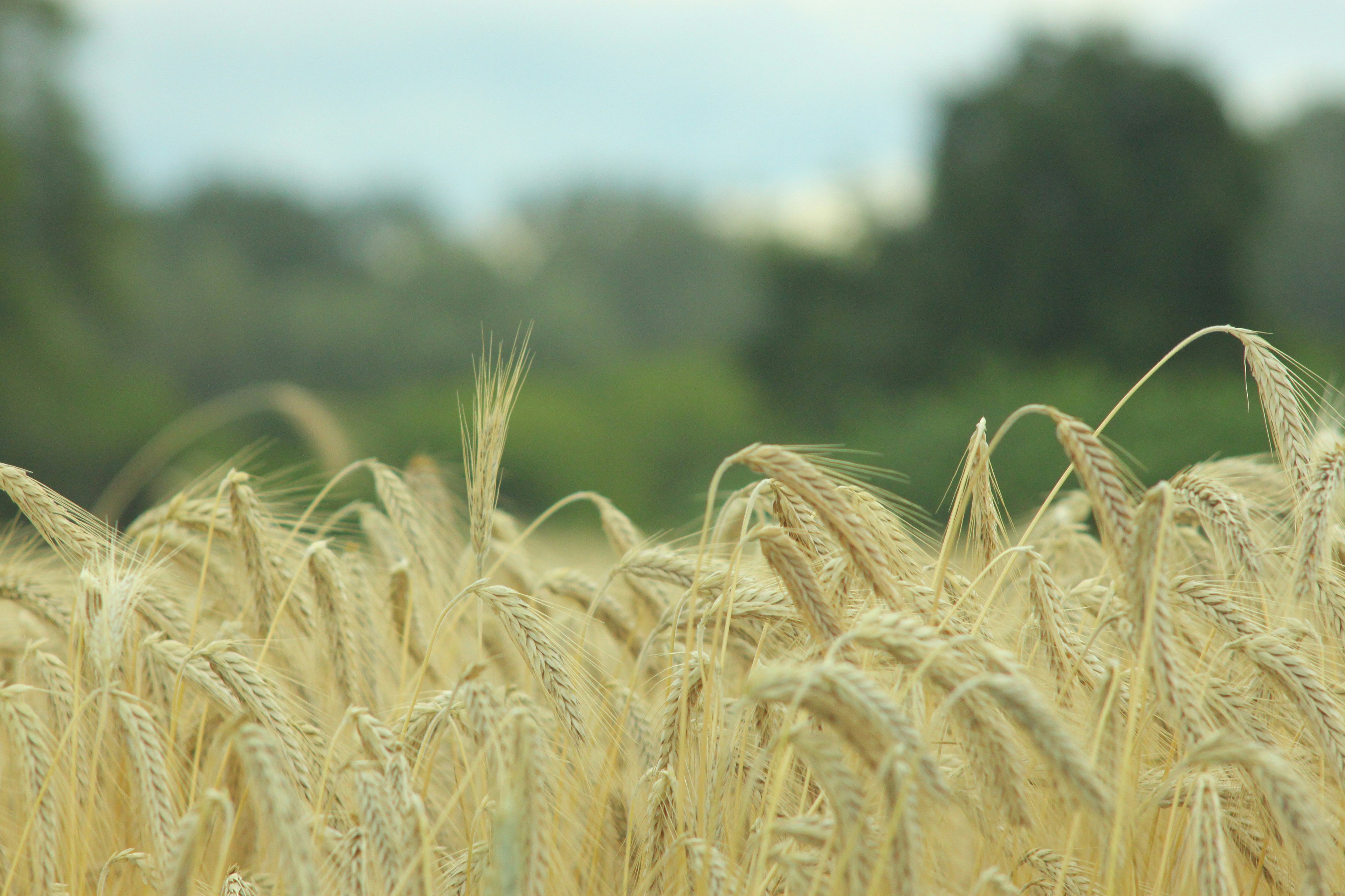 Golden Wheat Crowned by a Hazy Horizon