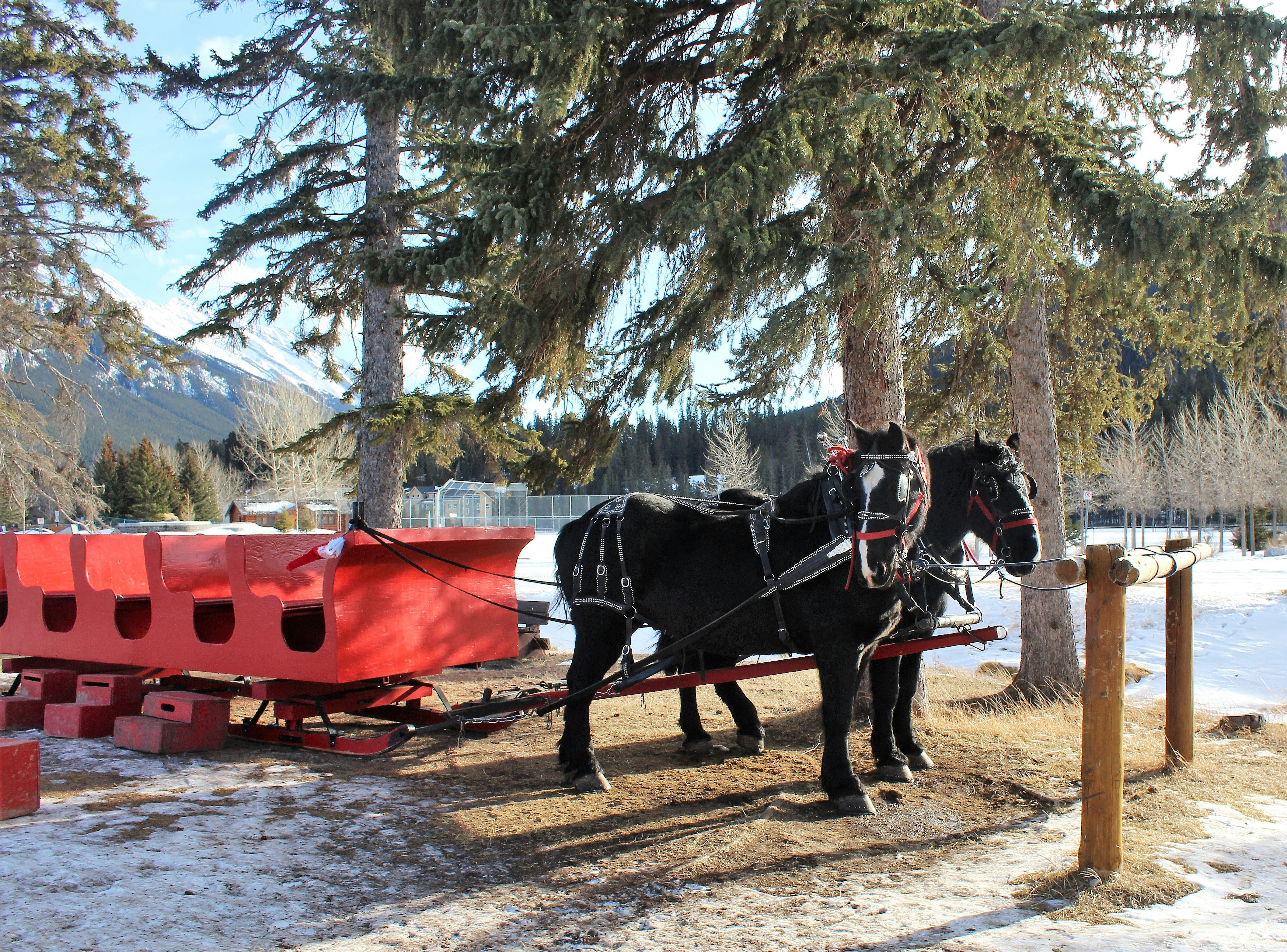 Snowbound Concussion: A Pair of Draft Horses Ready to Pull the Red Sleigh