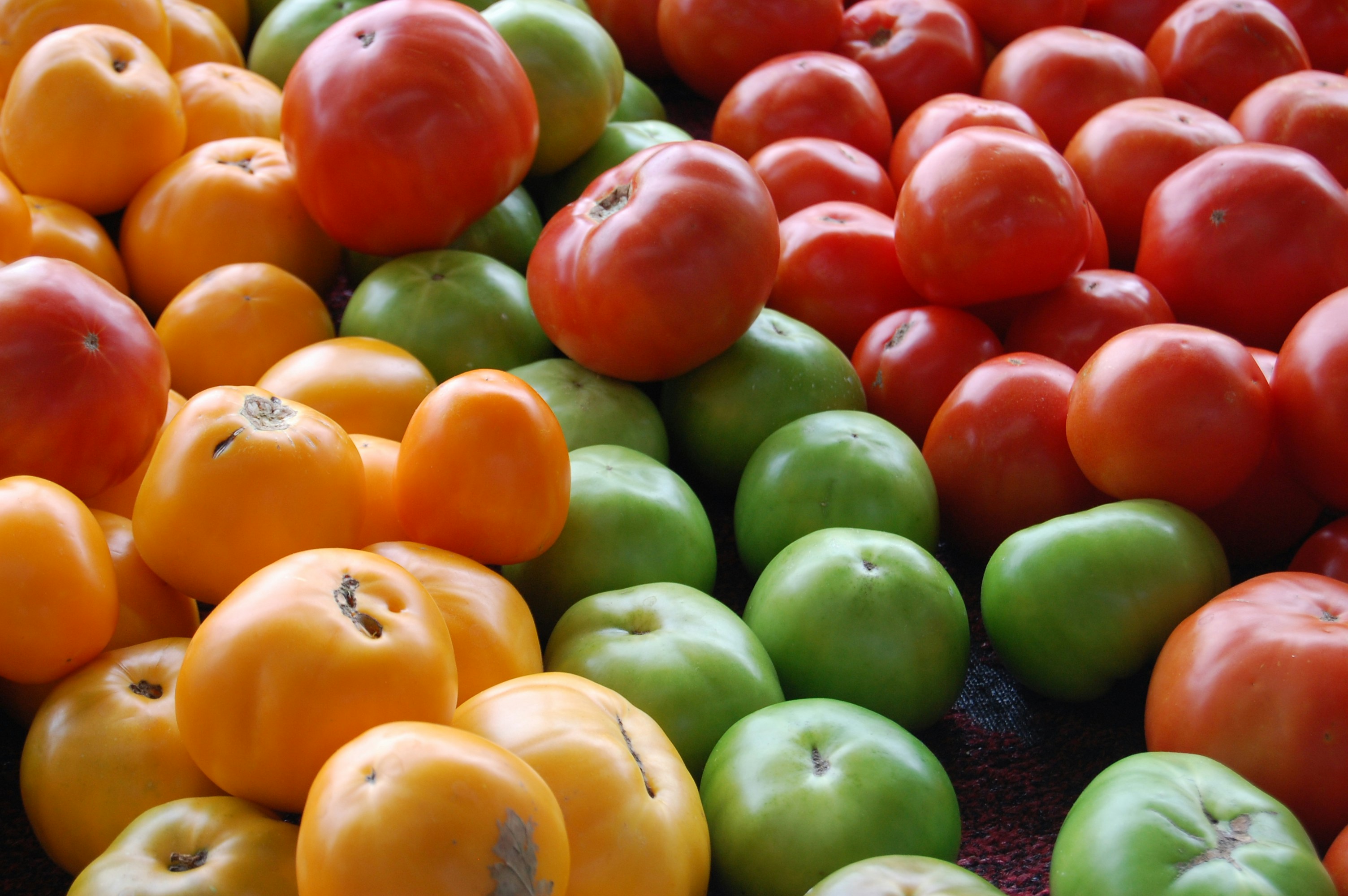 Sunlit Cluster of Market Tomatoes