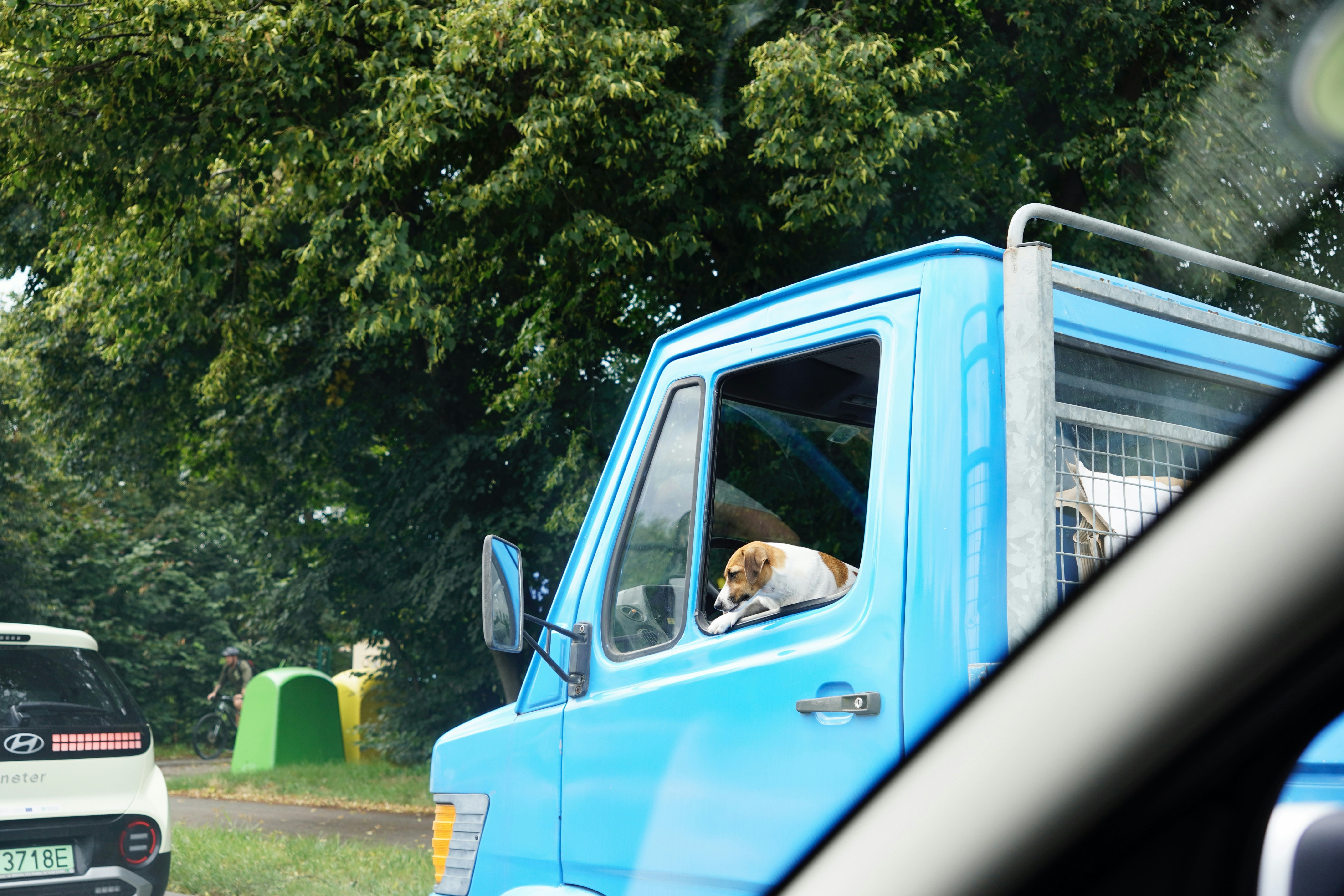 Dog at the Window: The Blue Truck Stop Moment