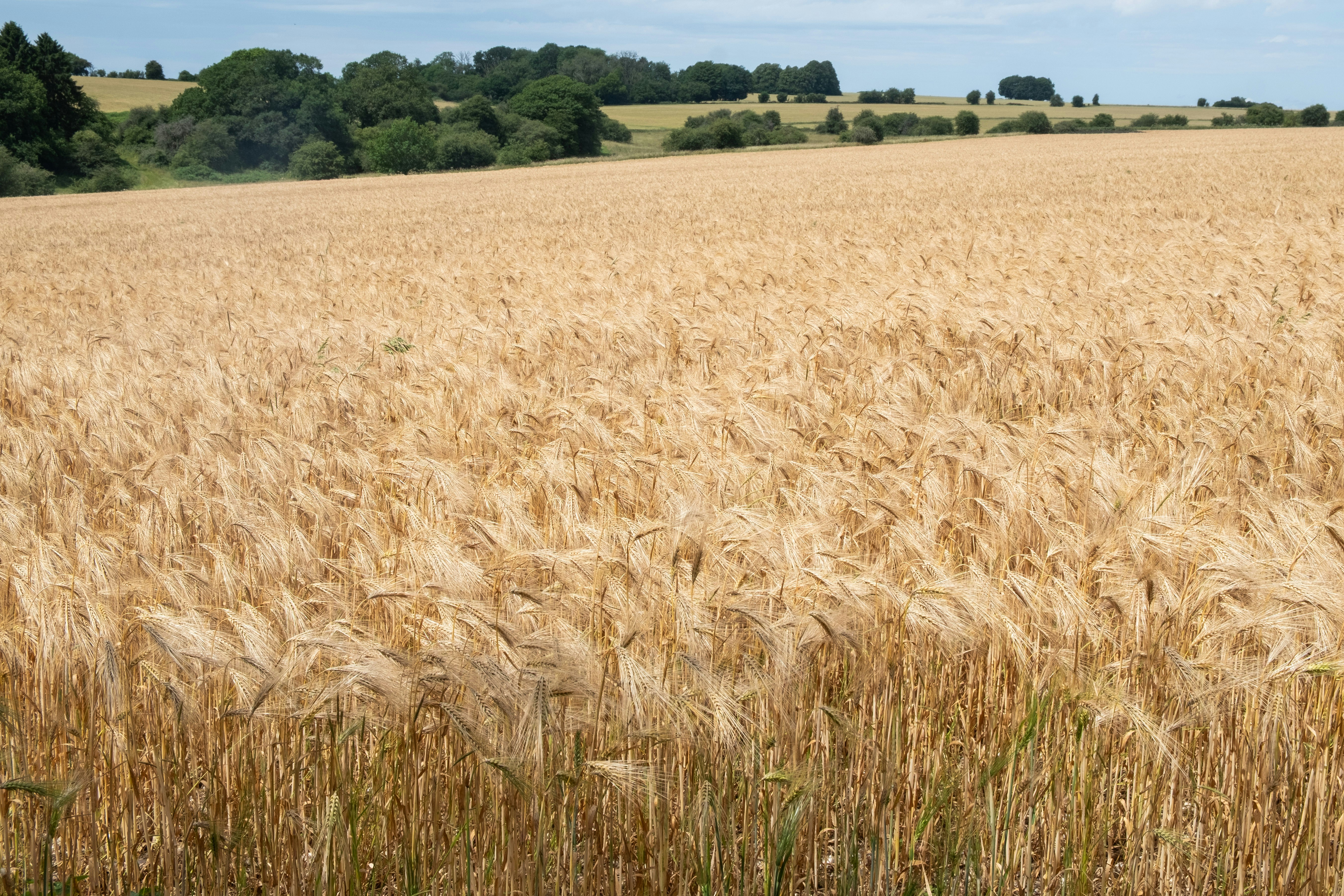 Golden Wheat Horizon
