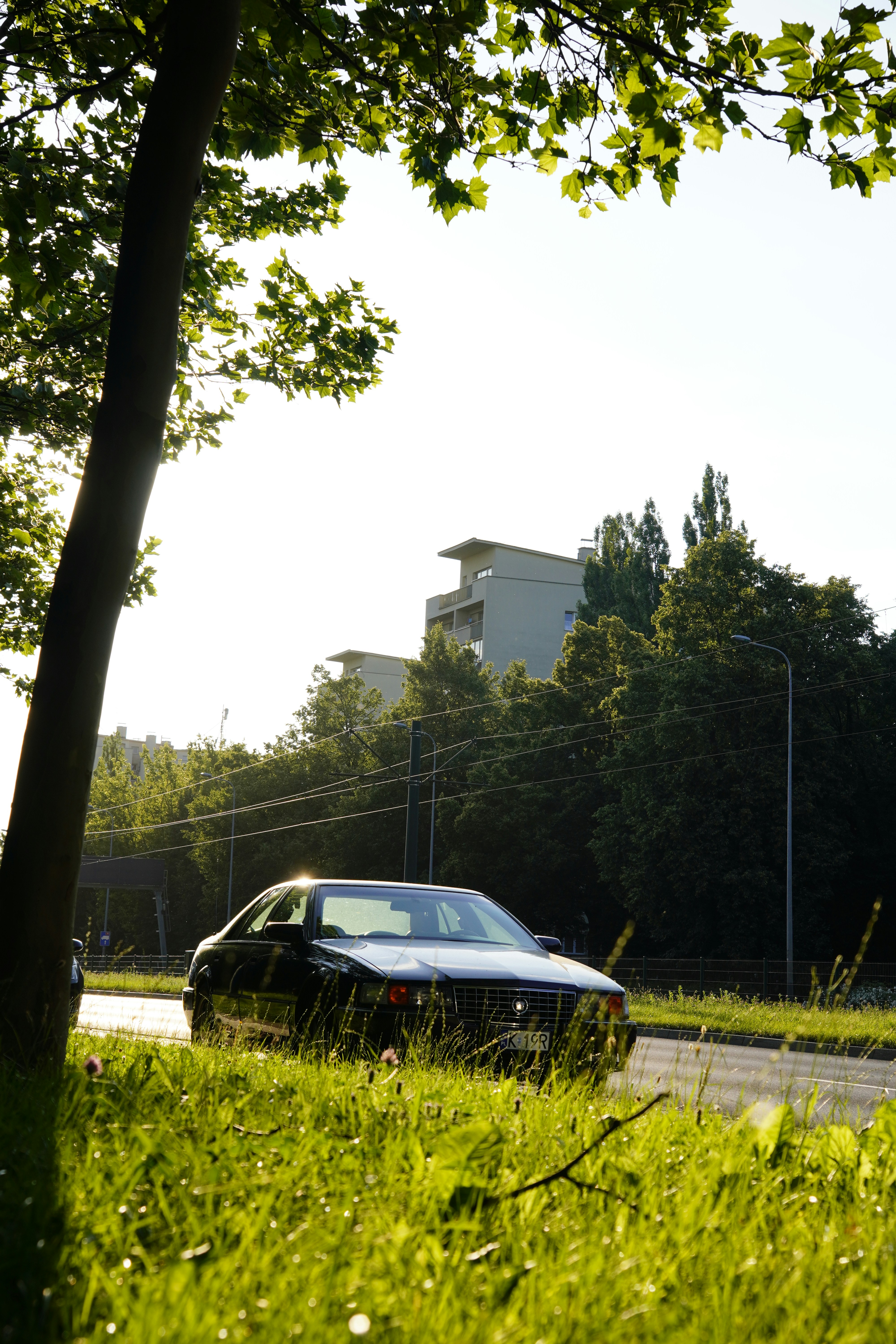 Sunlit sedan on a suburban verge, framed by a leaning tree and distant apartments