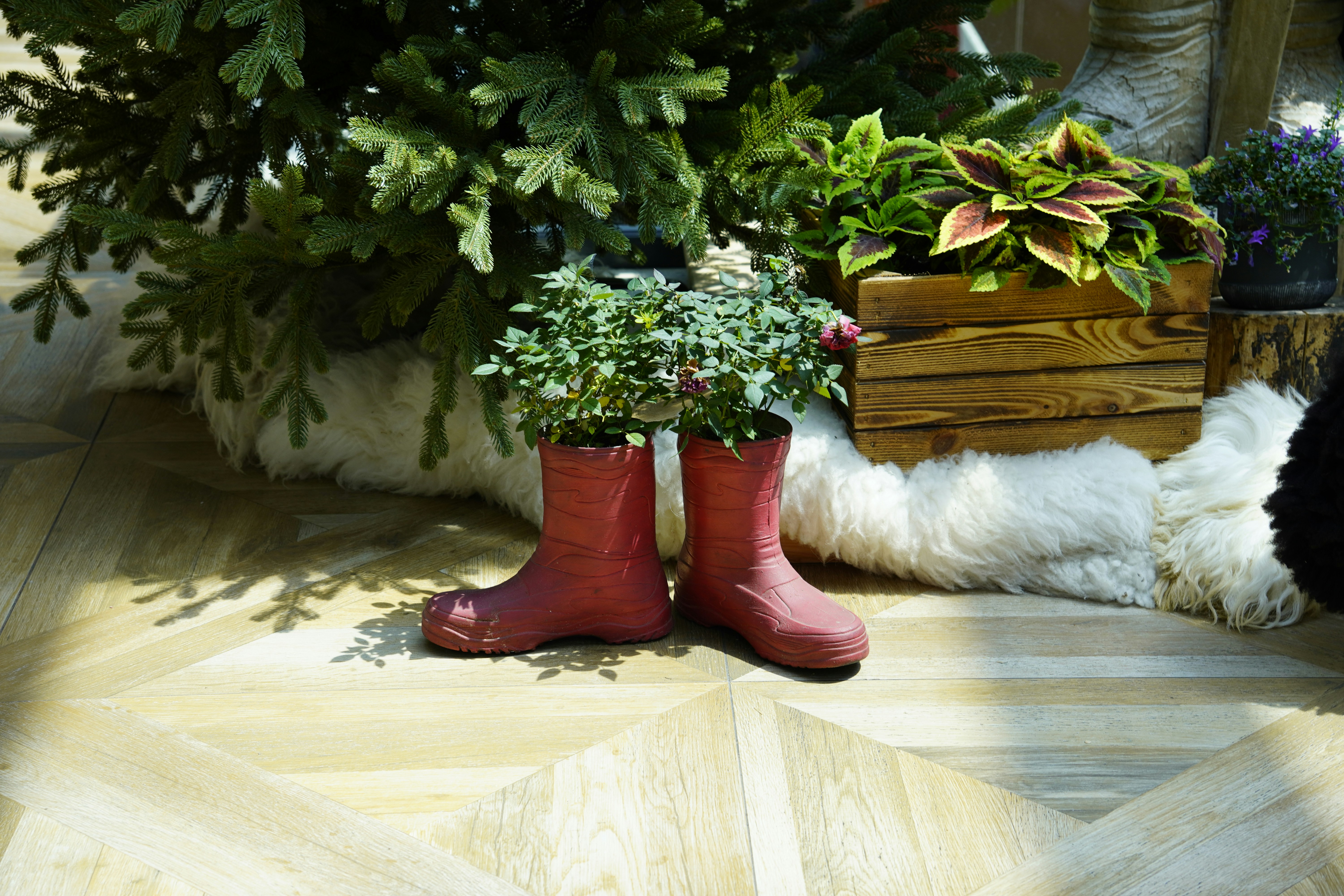 Red boots sprout greenery: a staged indoor plant scene