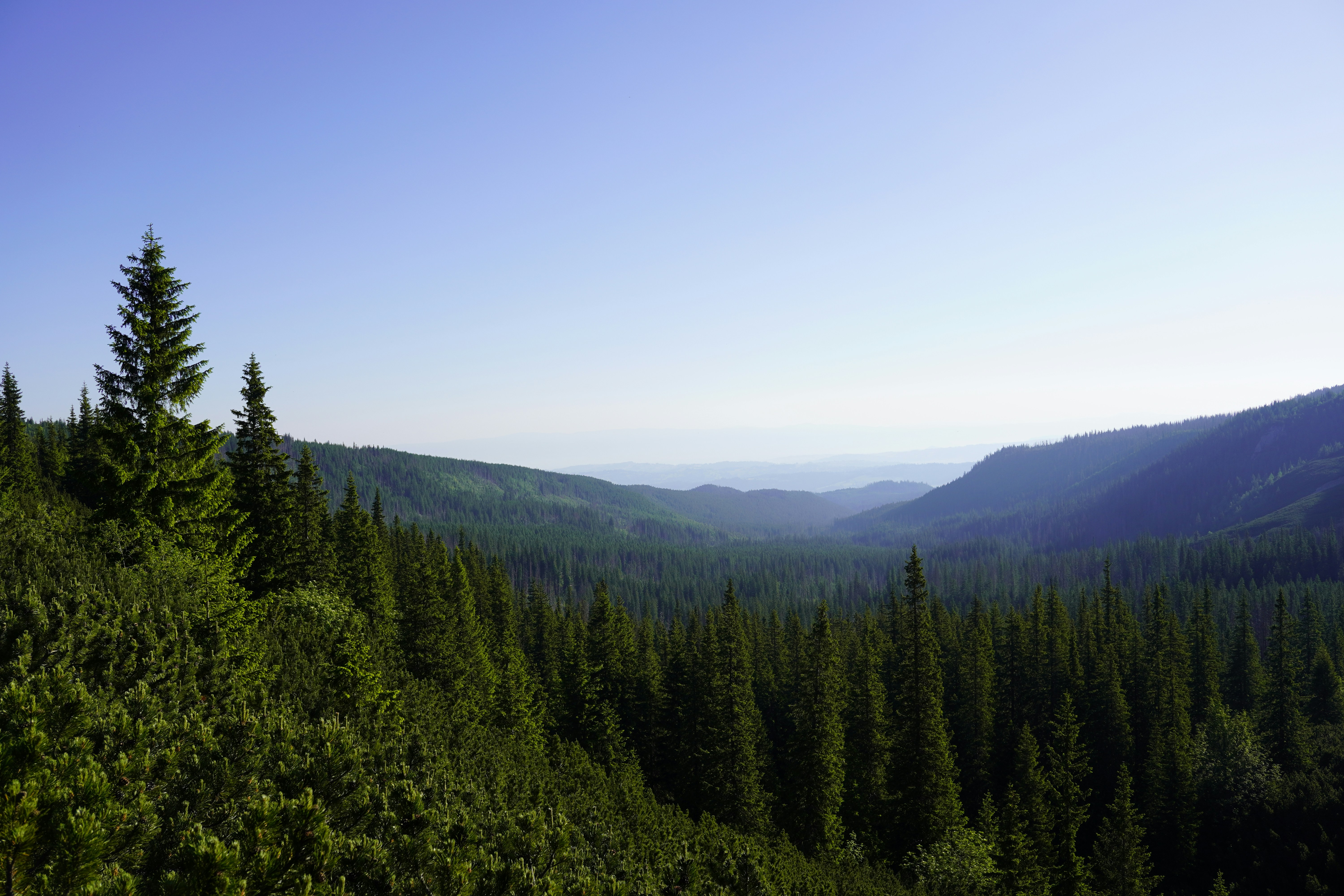 Valley Dawn: Pines Framing a Quiet Horizon