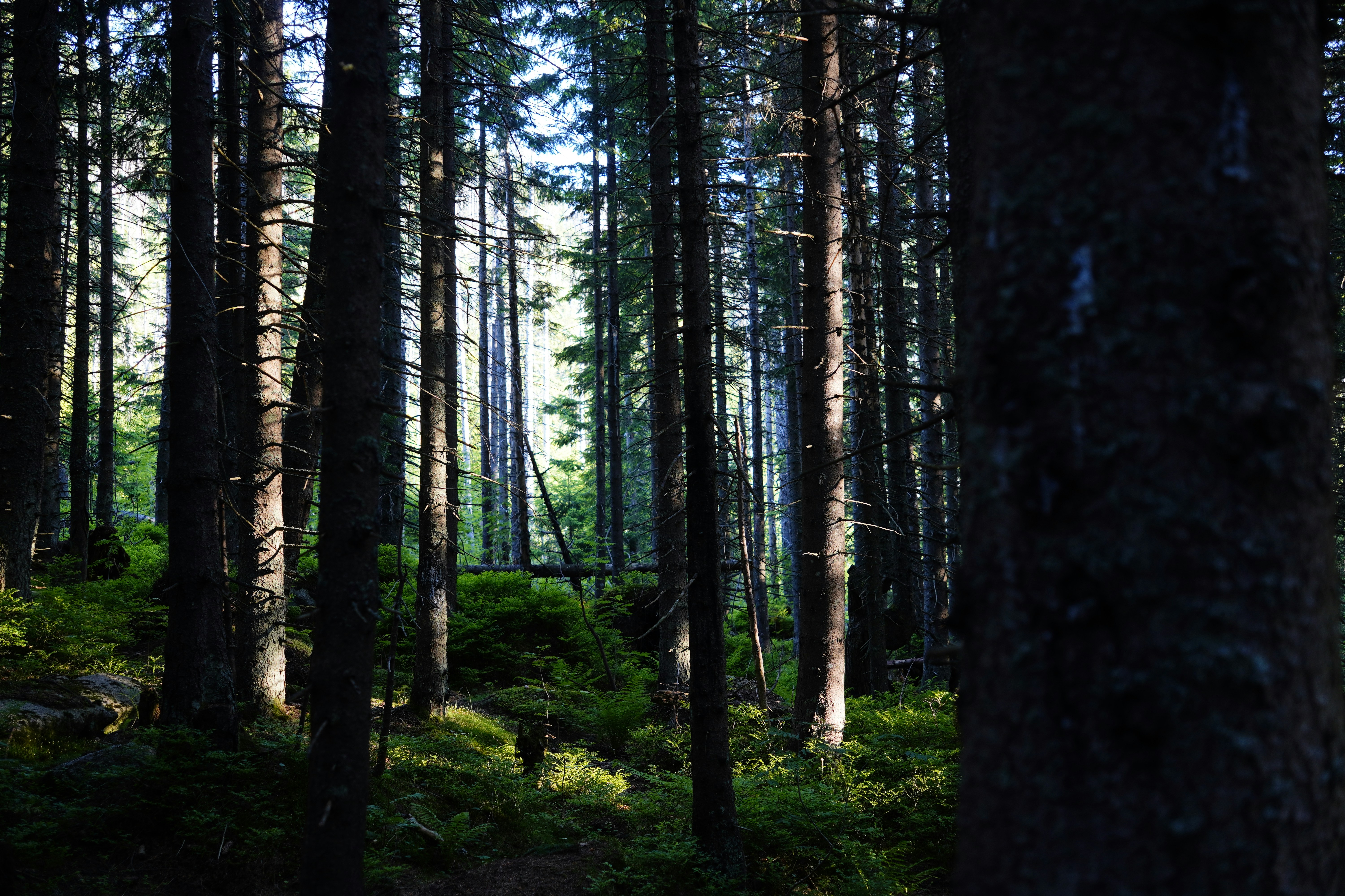 Sunlit Gap: A Quiet Spine Through the Pines