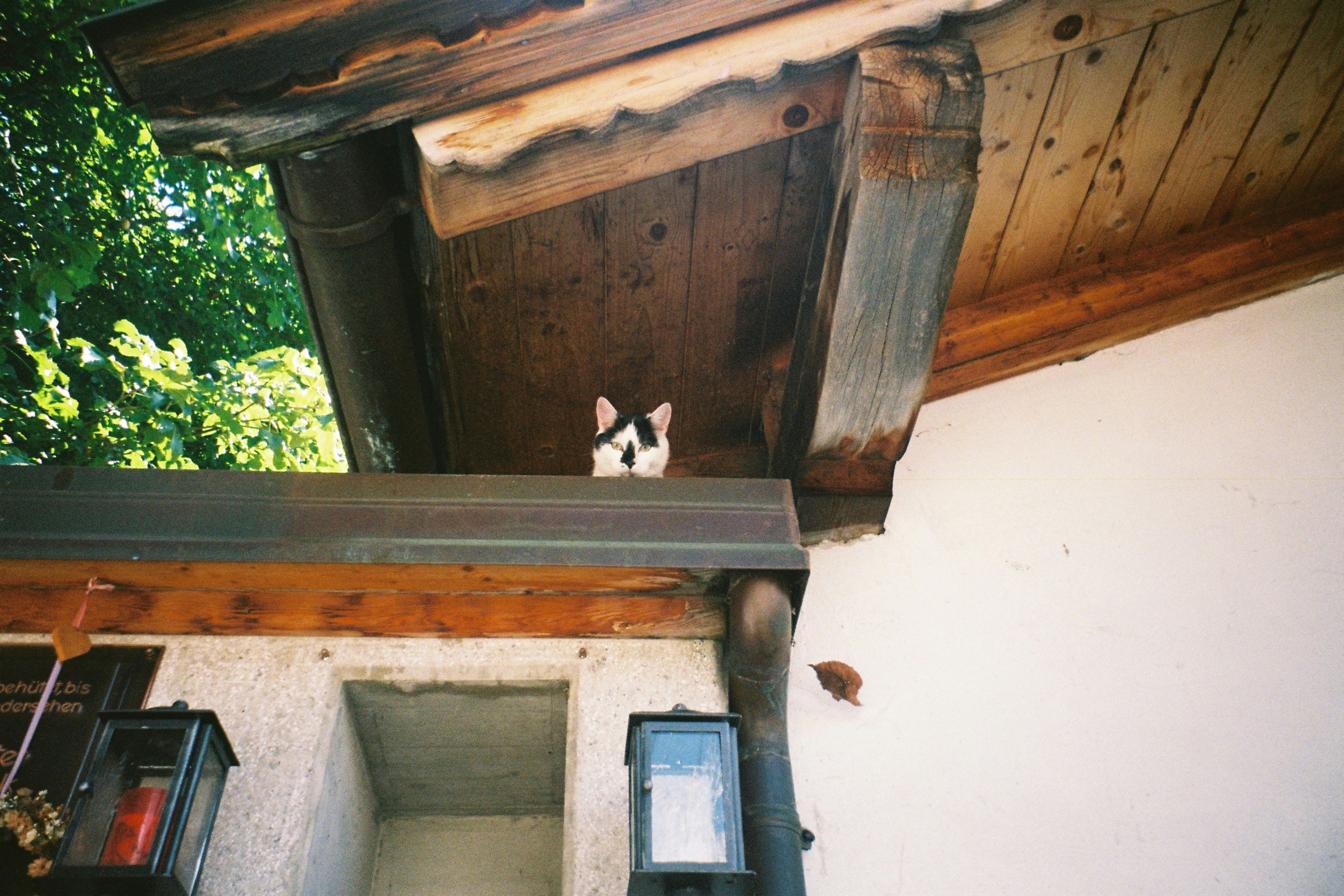 Cat on the Roof: A Curious Sentinel Above the Doorway