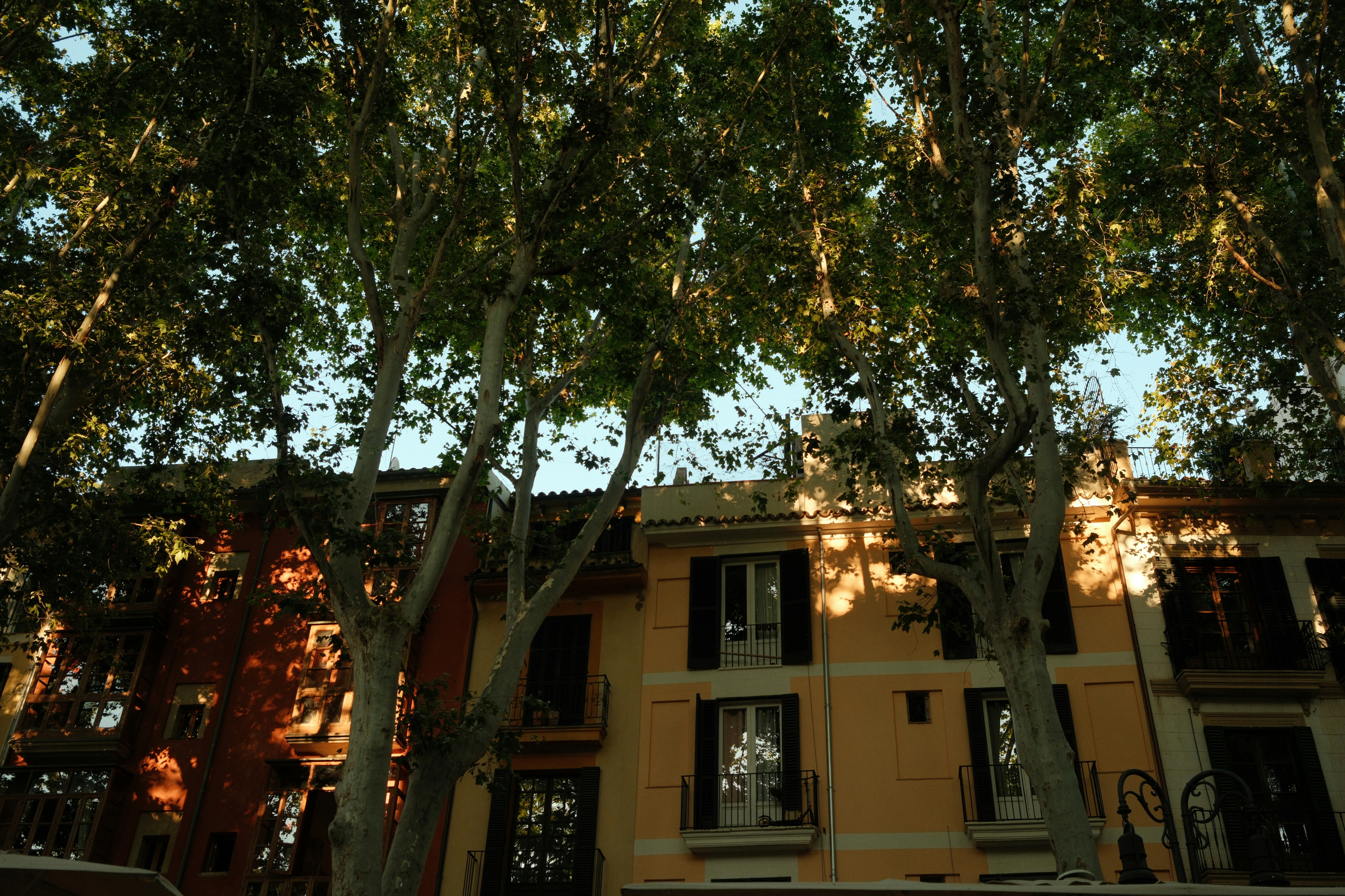 Sunlit Facade Through Tree Canopy