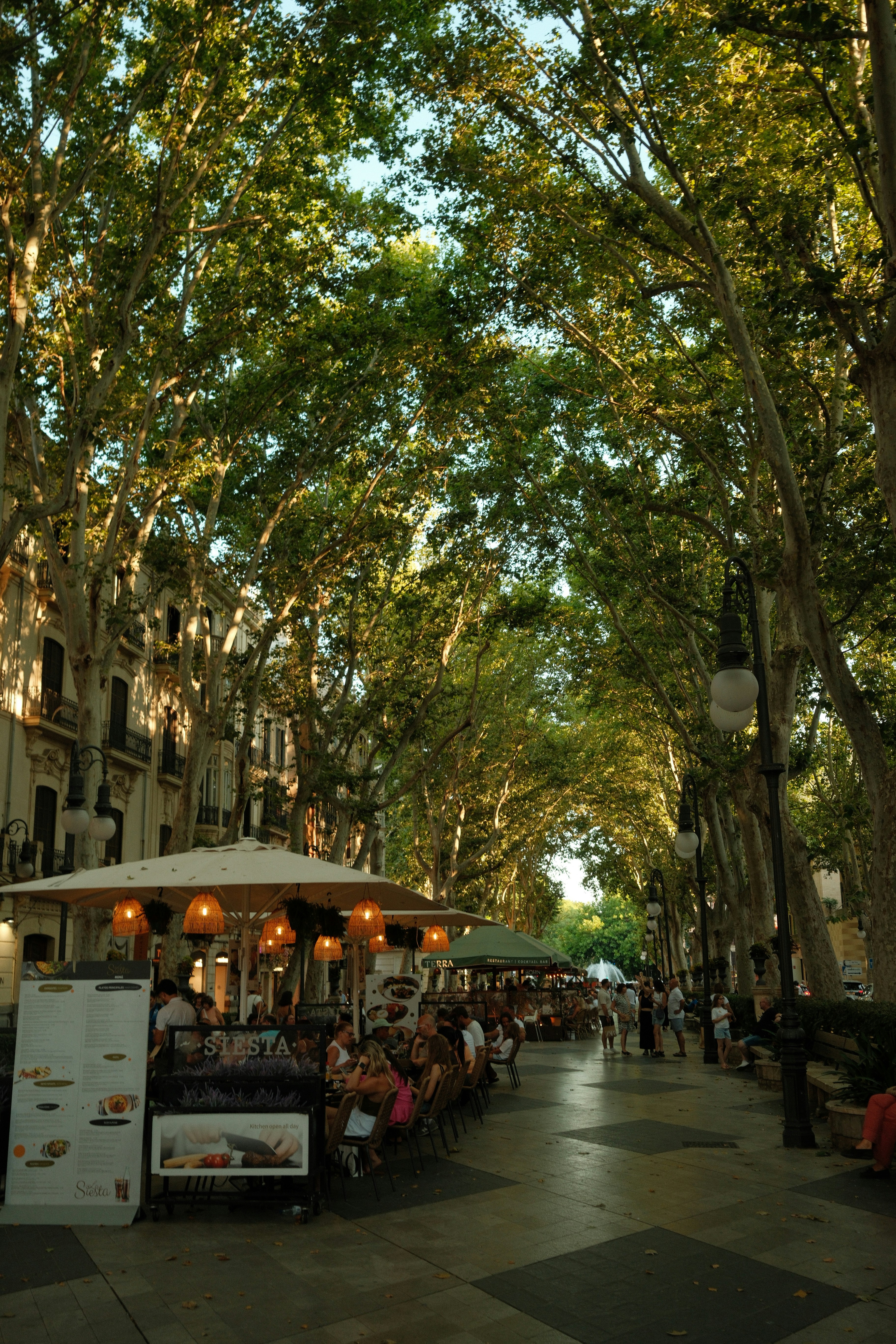 Beneath the Calle Tree Canopy: Evening Bistro Glow
