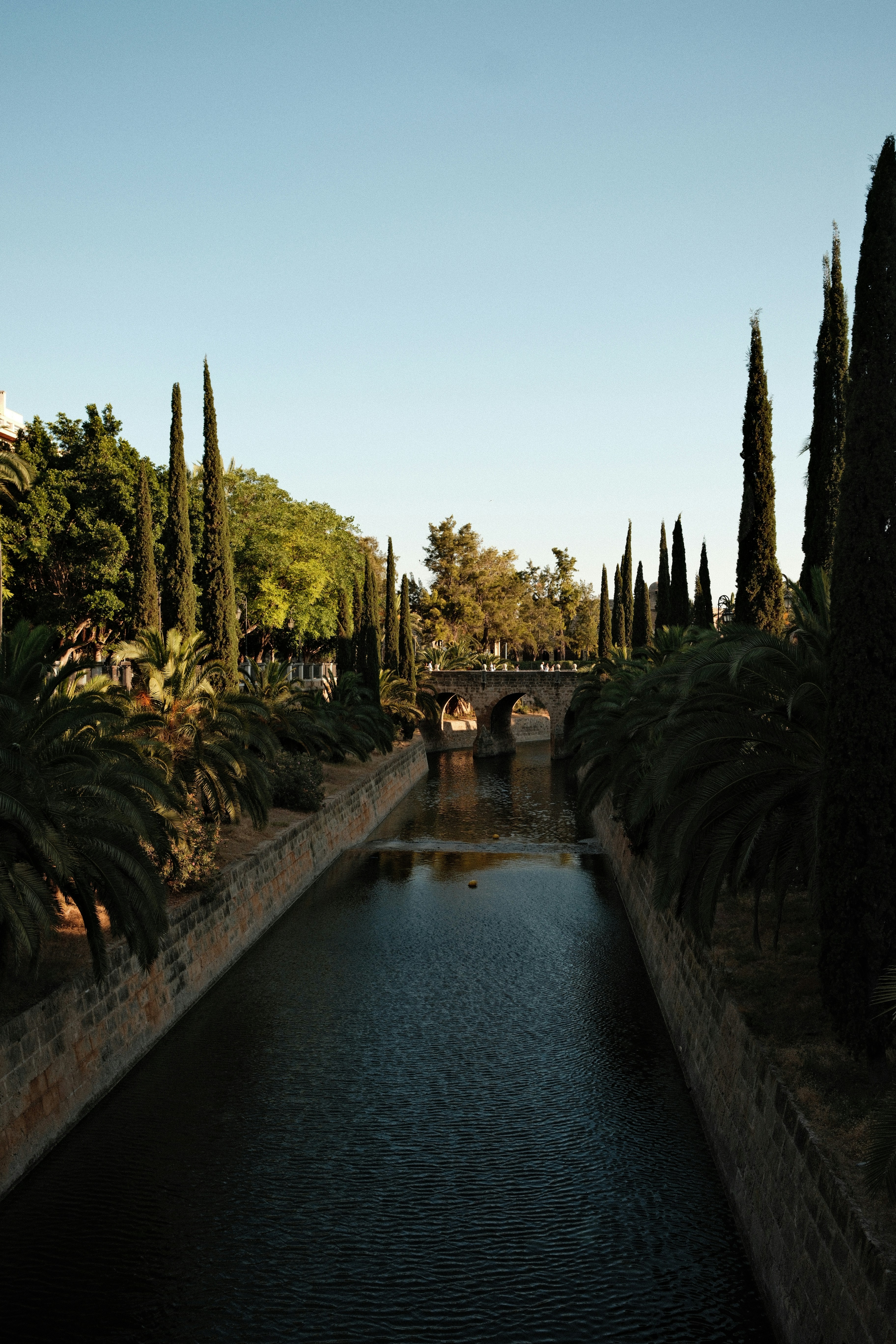 Sunlit Calzada: A Tapestry of Tall Cypress and Riverbank