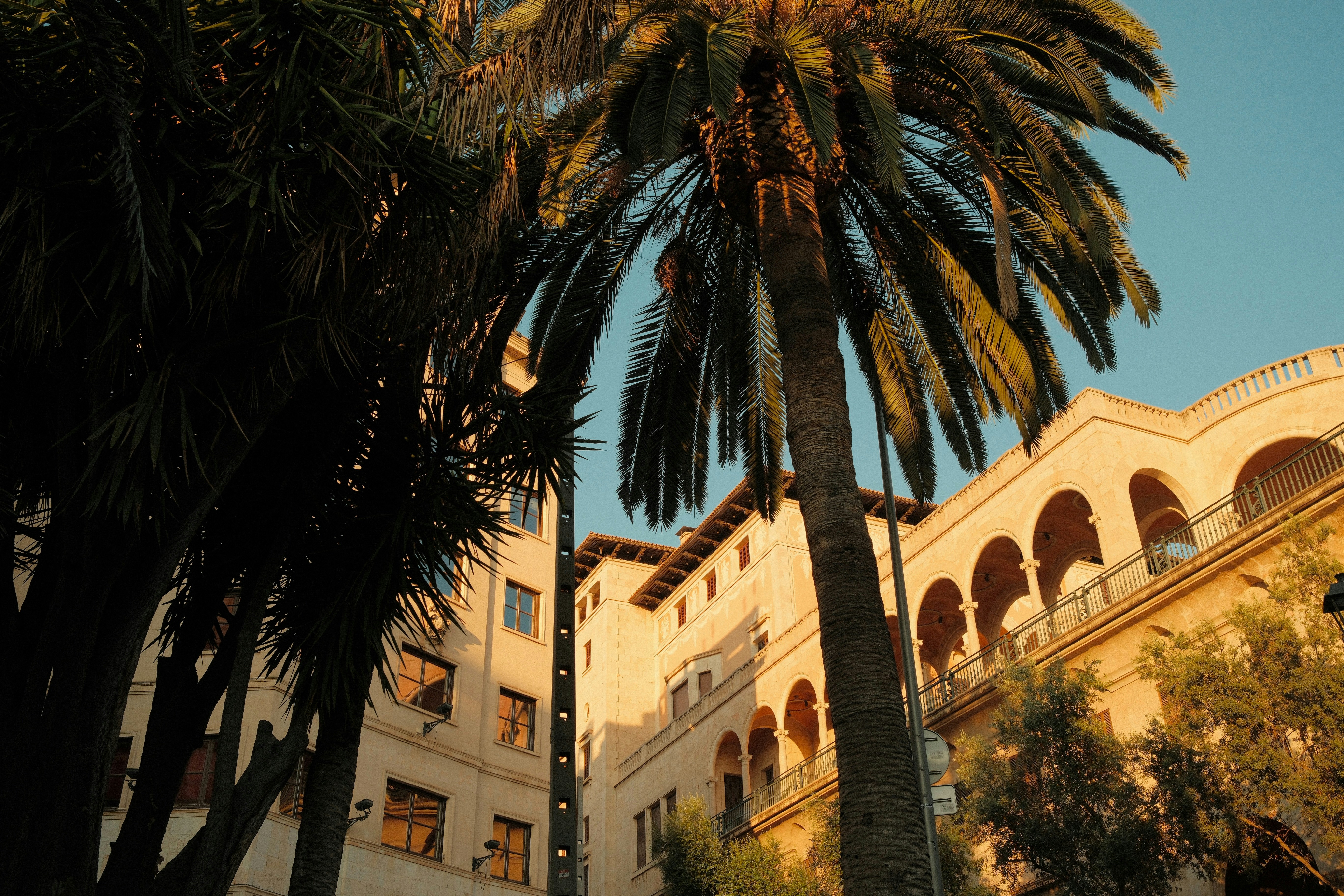 Sunlit Palm Arches Over a Historic Courtyard