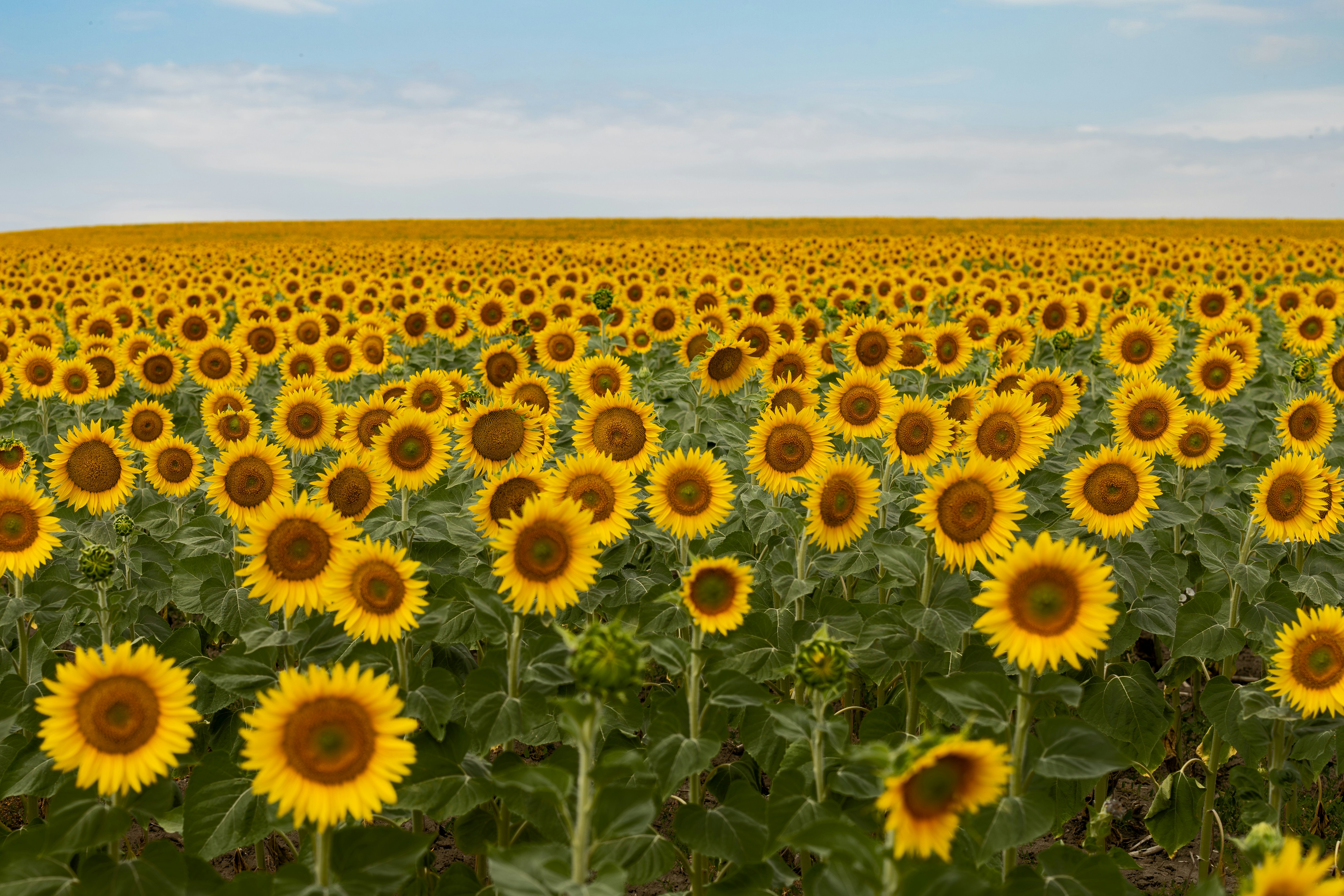 Vast field of sunflowers stretches to the horizon under a clear blue sky, with golden blooms creating a sea of color and texture.