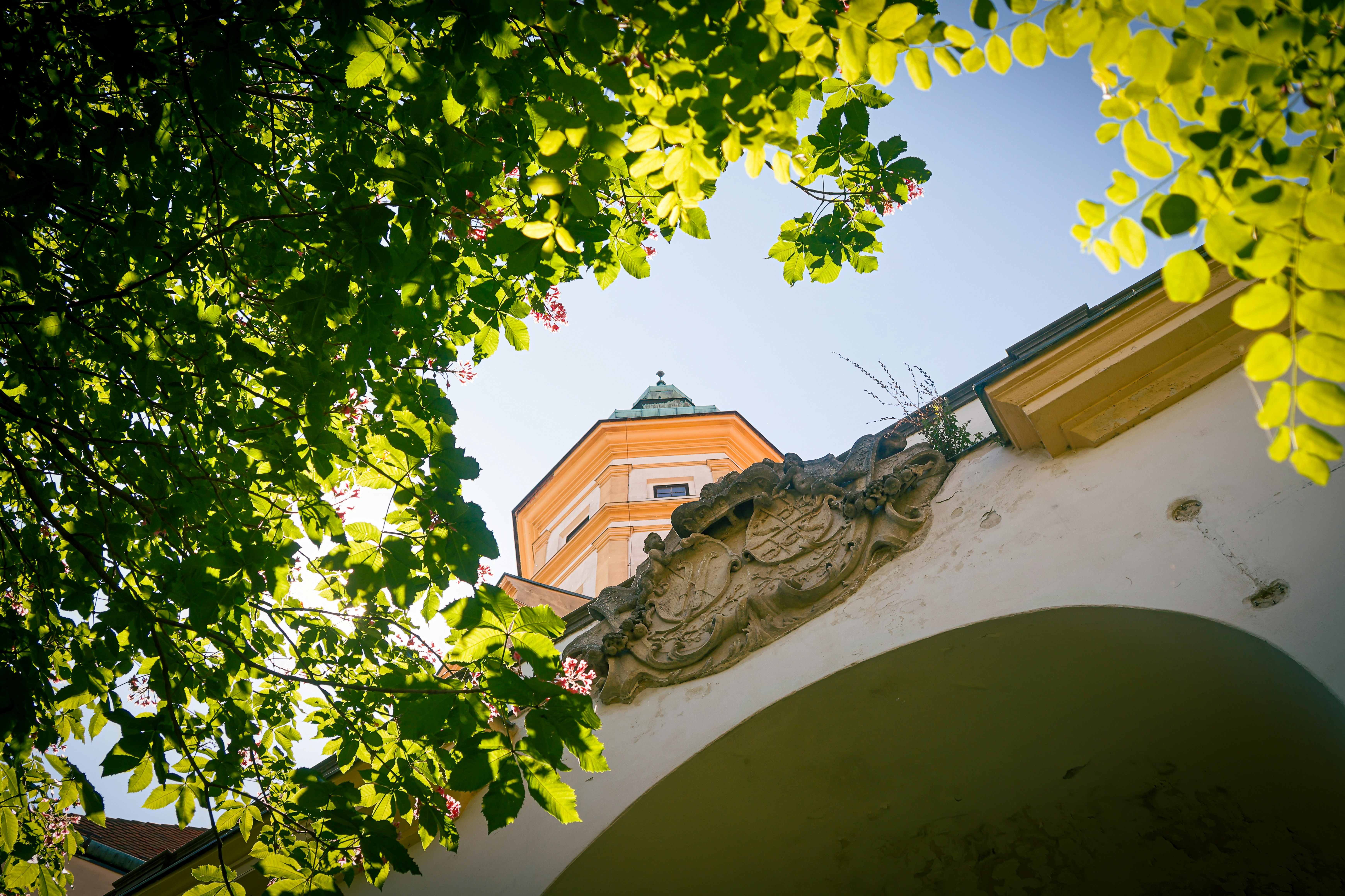 Sunlit Archway Beneath Verdant Canopy