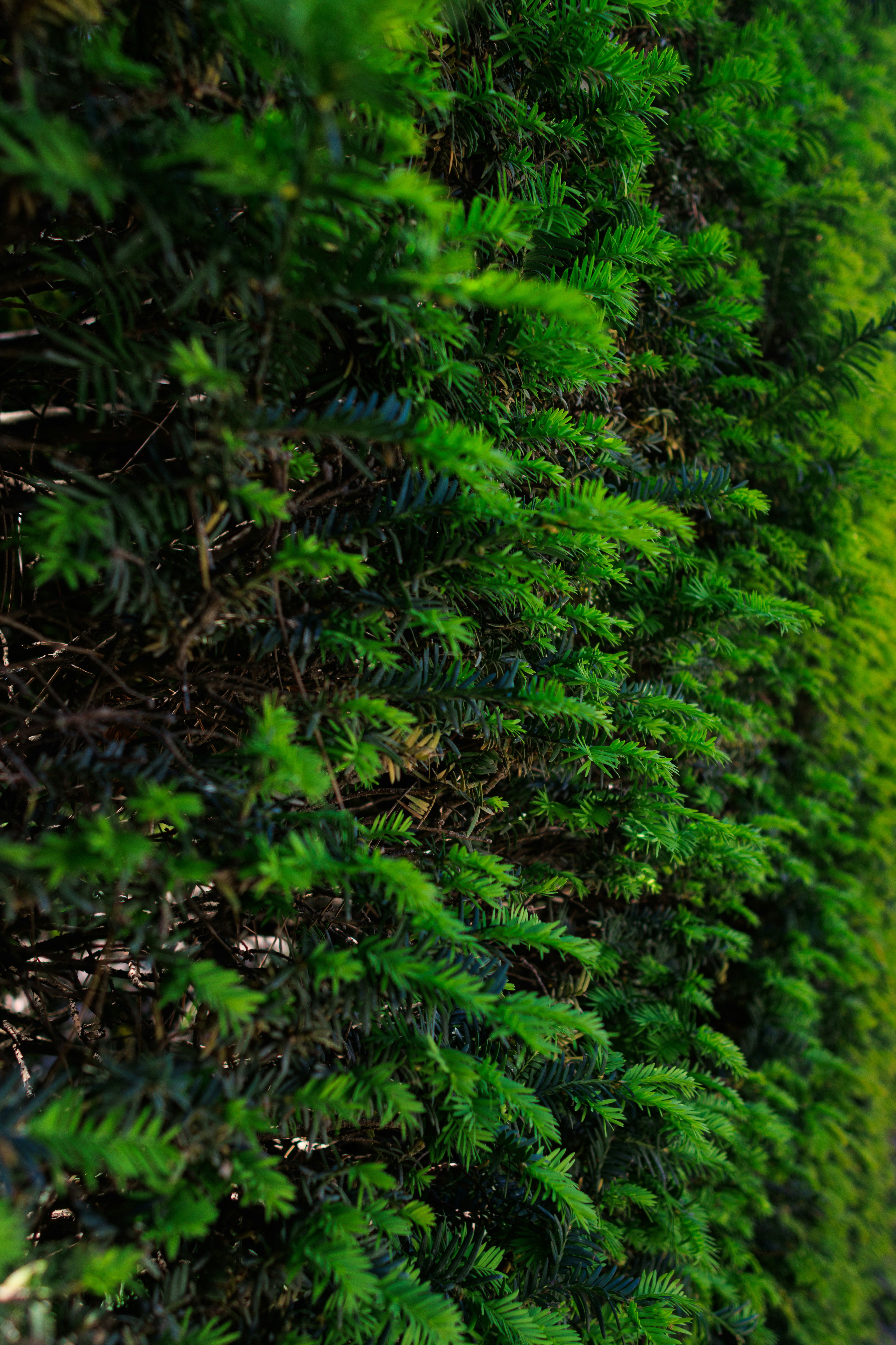 Emerald Hedge in Quiet Perspective