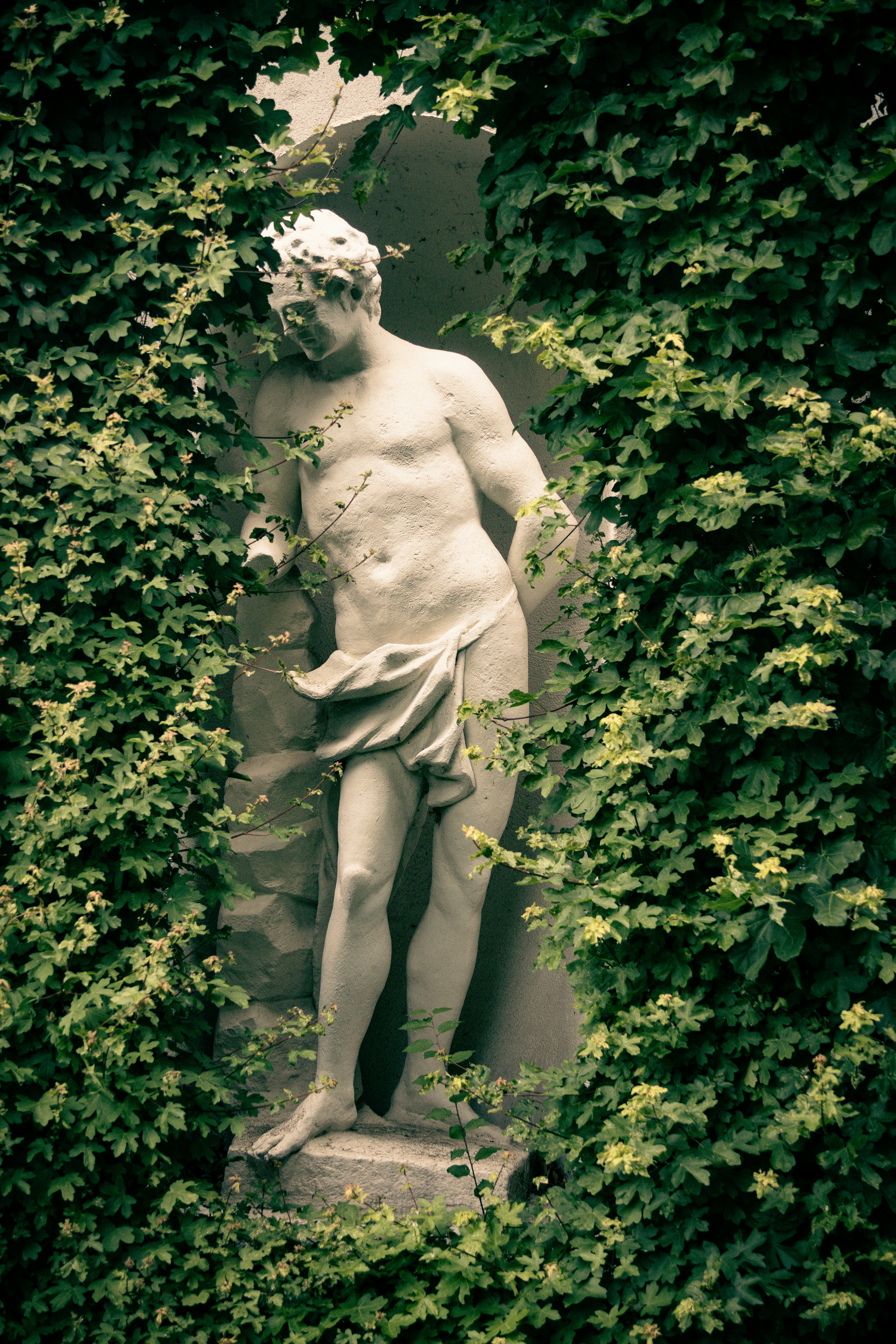 Statue in a Green Cathedral: Classical Form Framed by Ivy
