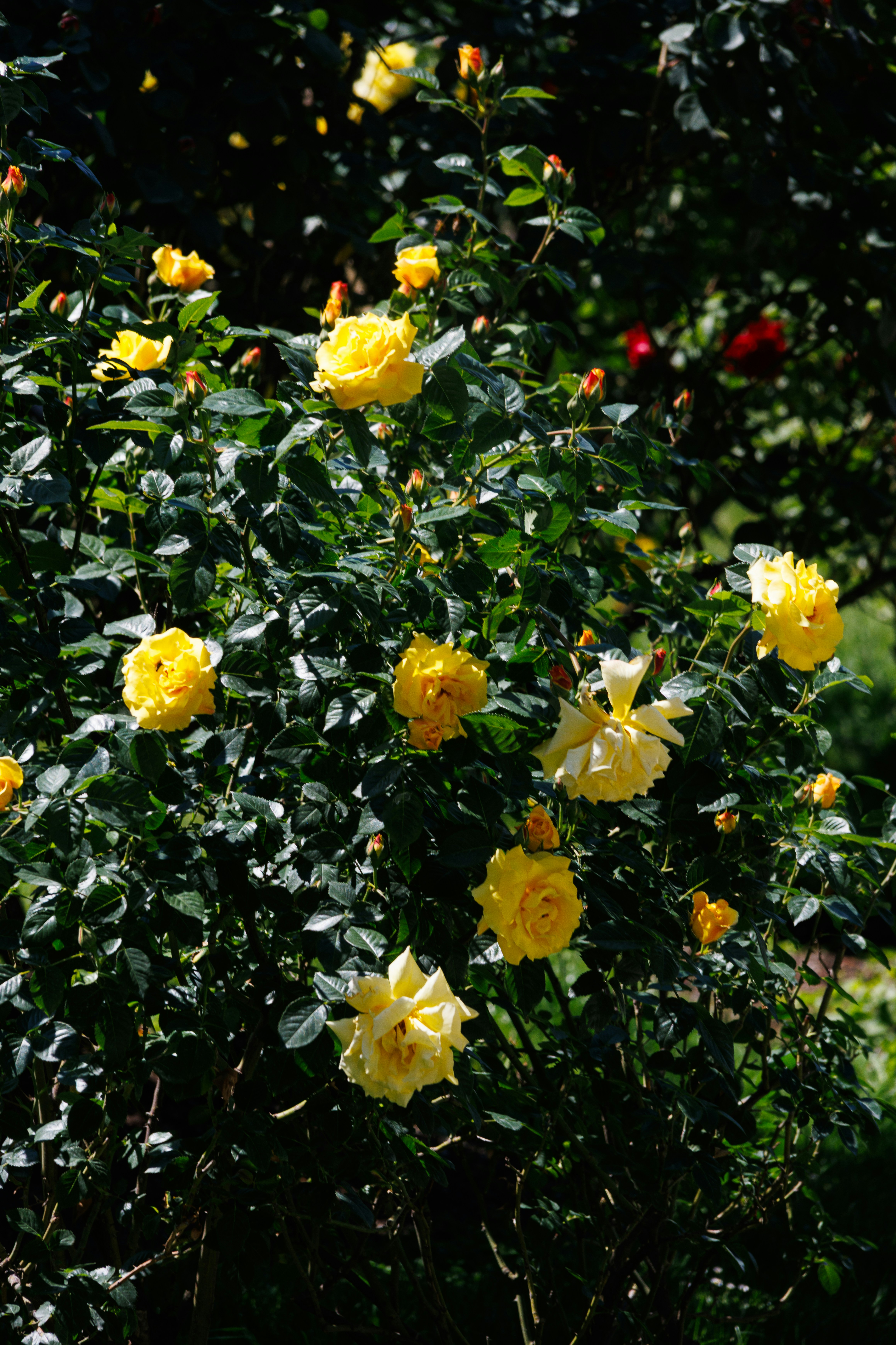 Sunlit Yellow Roses in a Lush Green Thicket