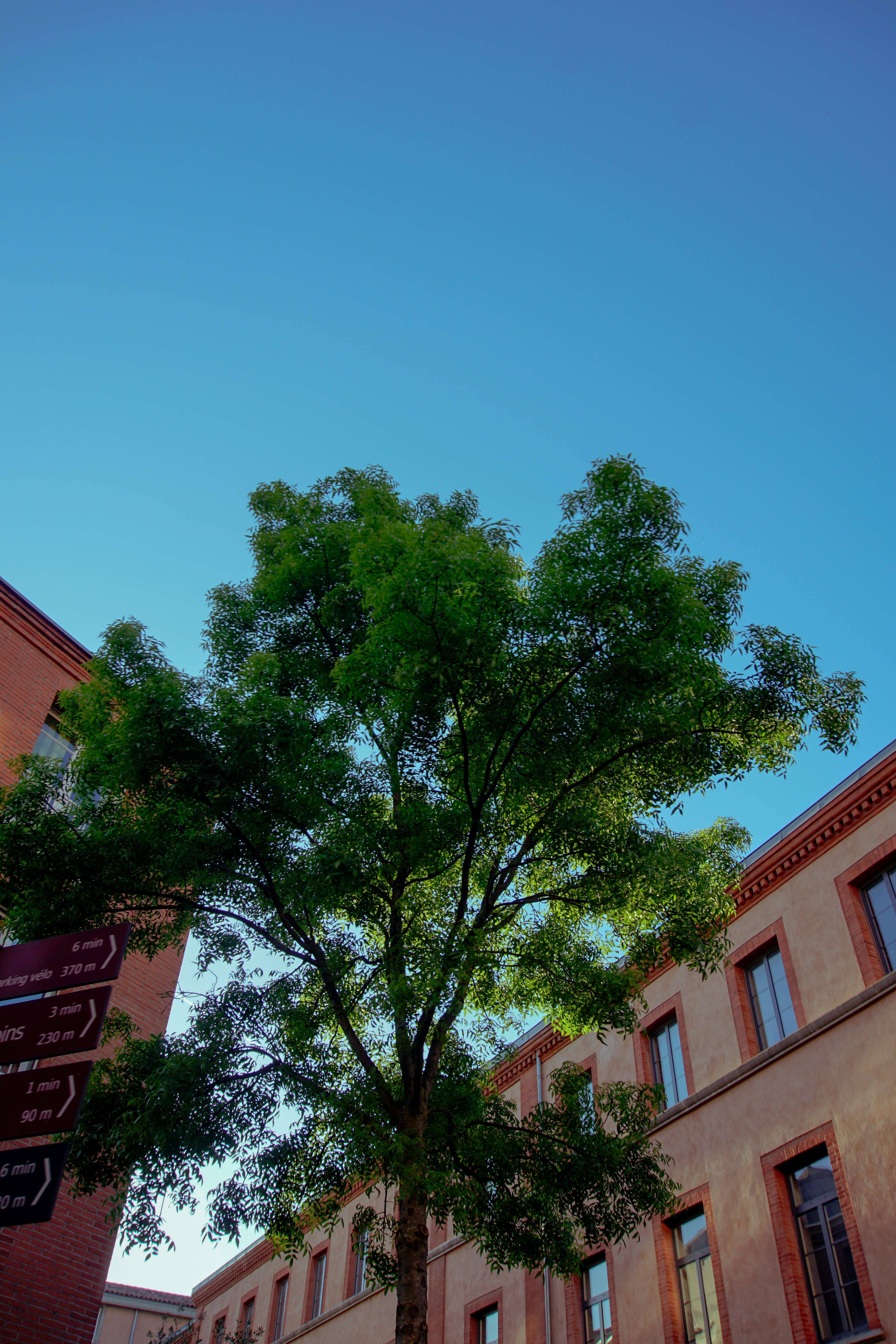 Urban Treeframe Against a Clear Sky