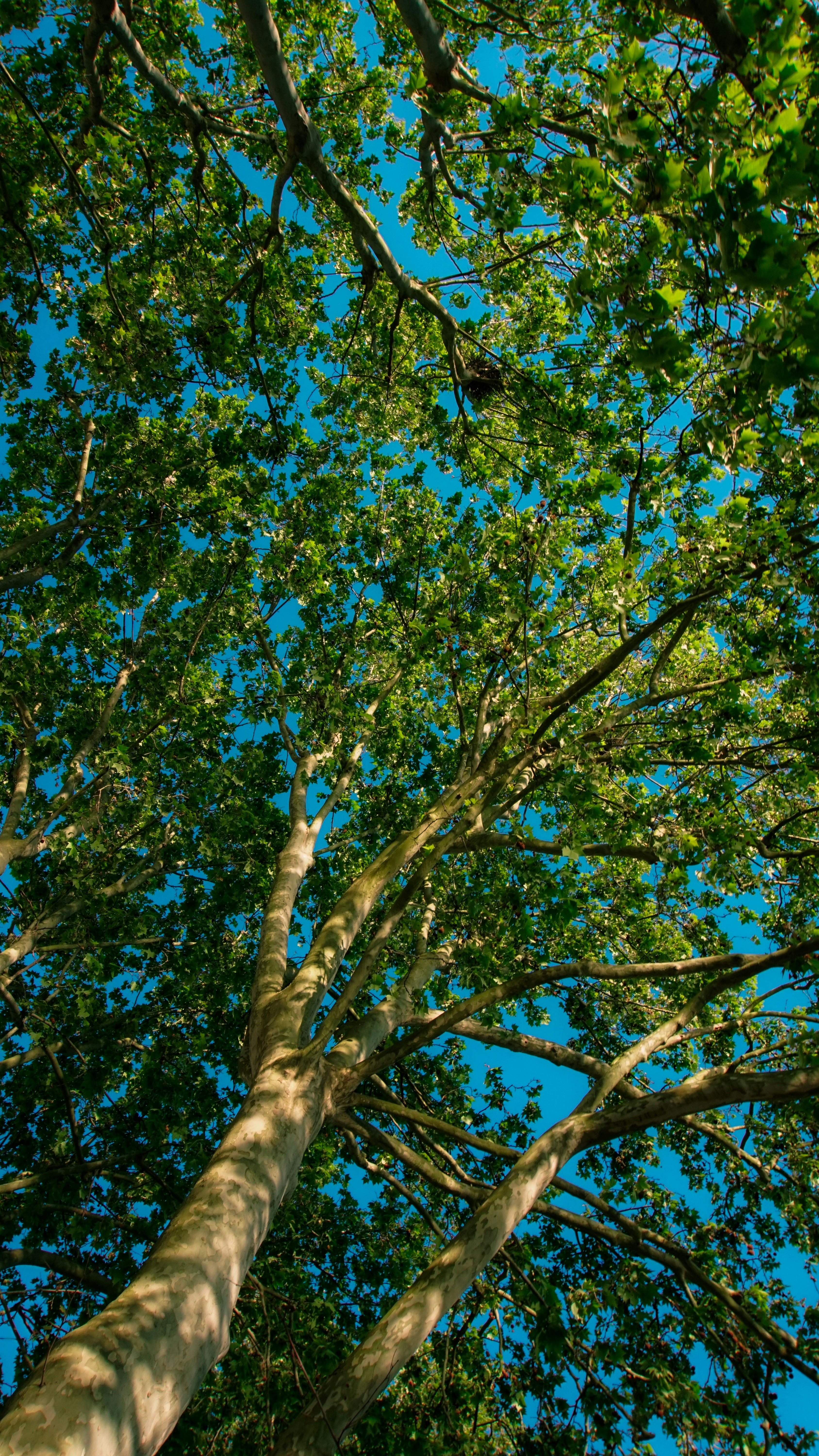 Skybound Canopy: A View Up Through Calm Green Limbs