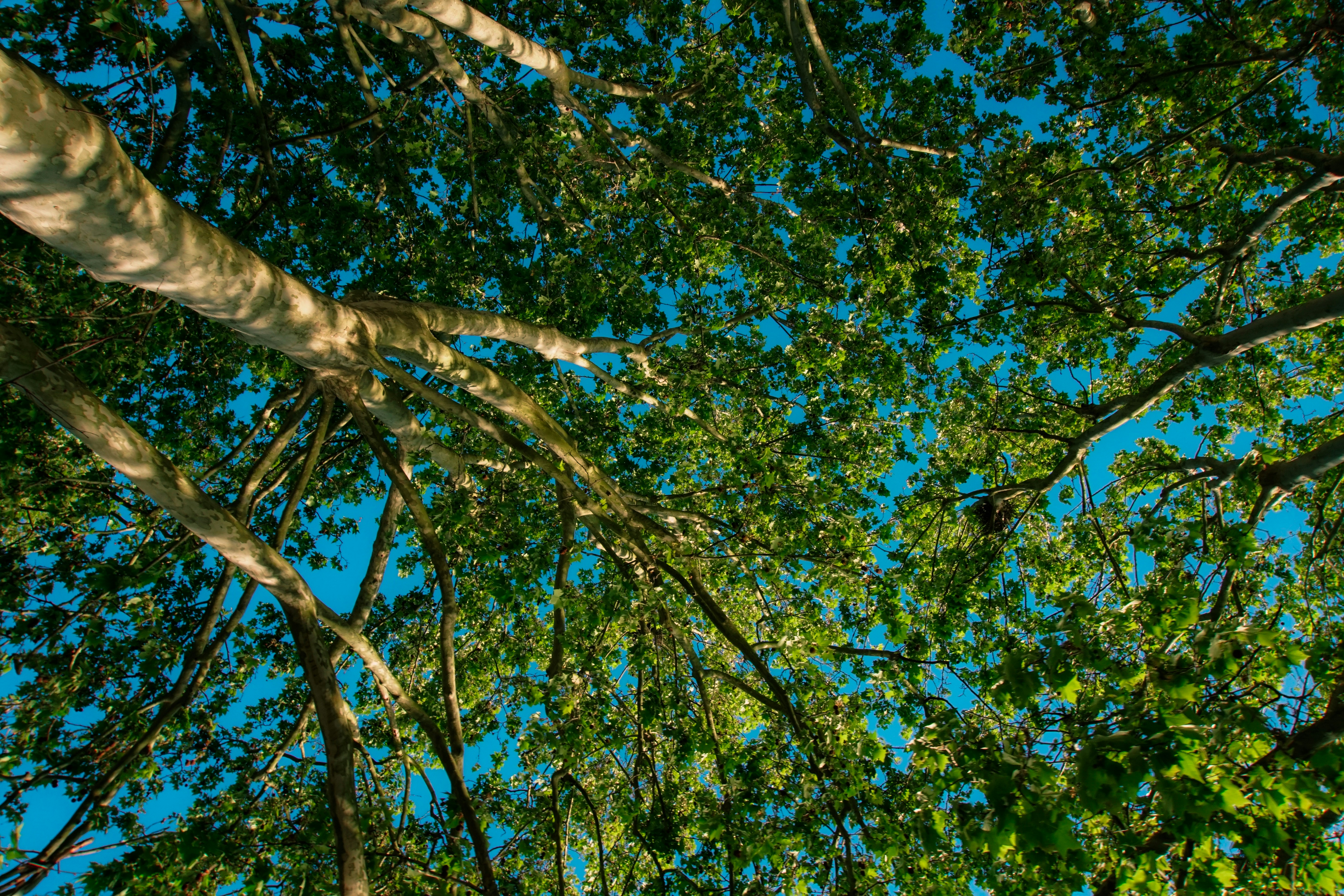 Canopy Constellation: A Skyward Web of Branches