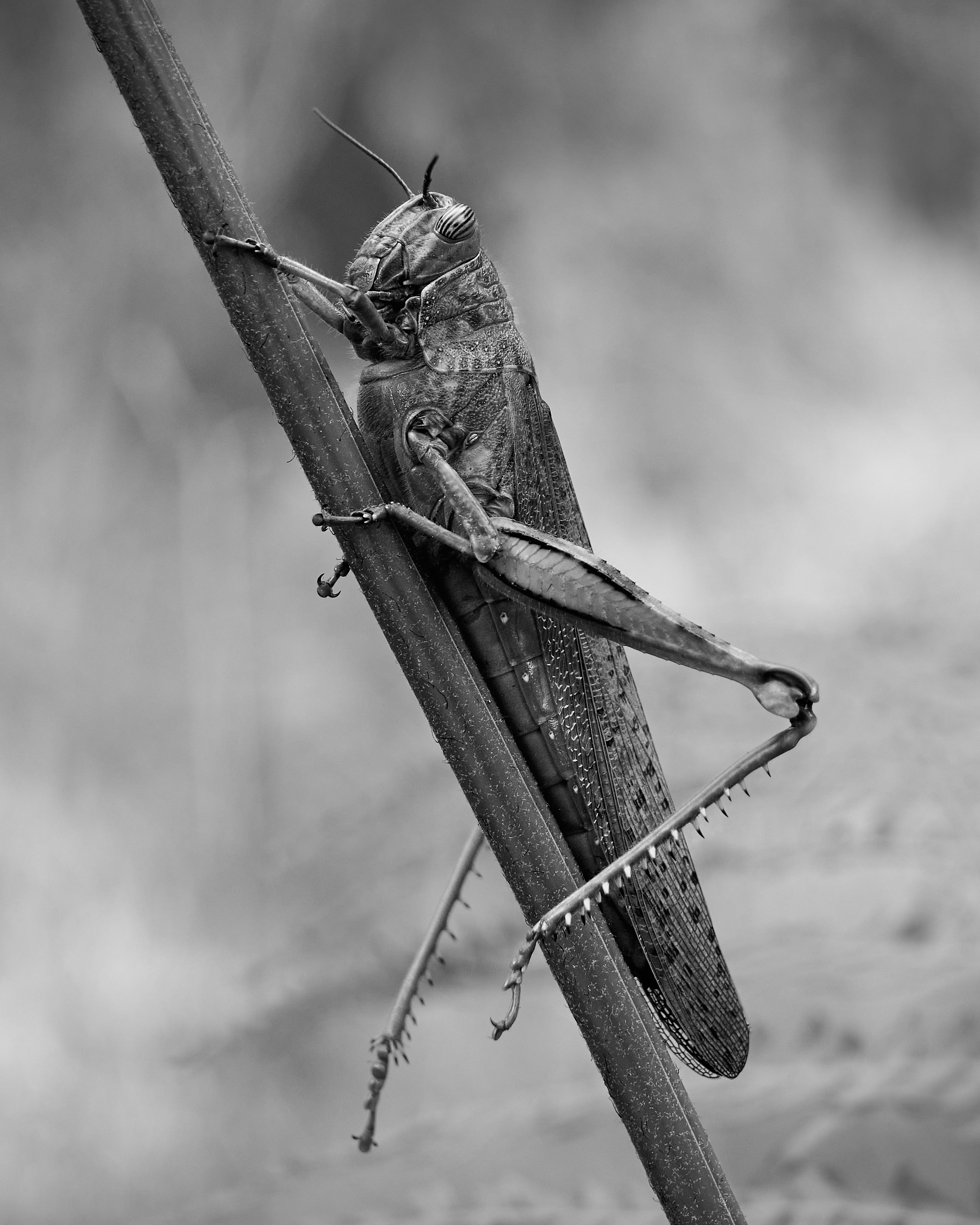Close-Up of a Grasshopper Mantis on a Stem