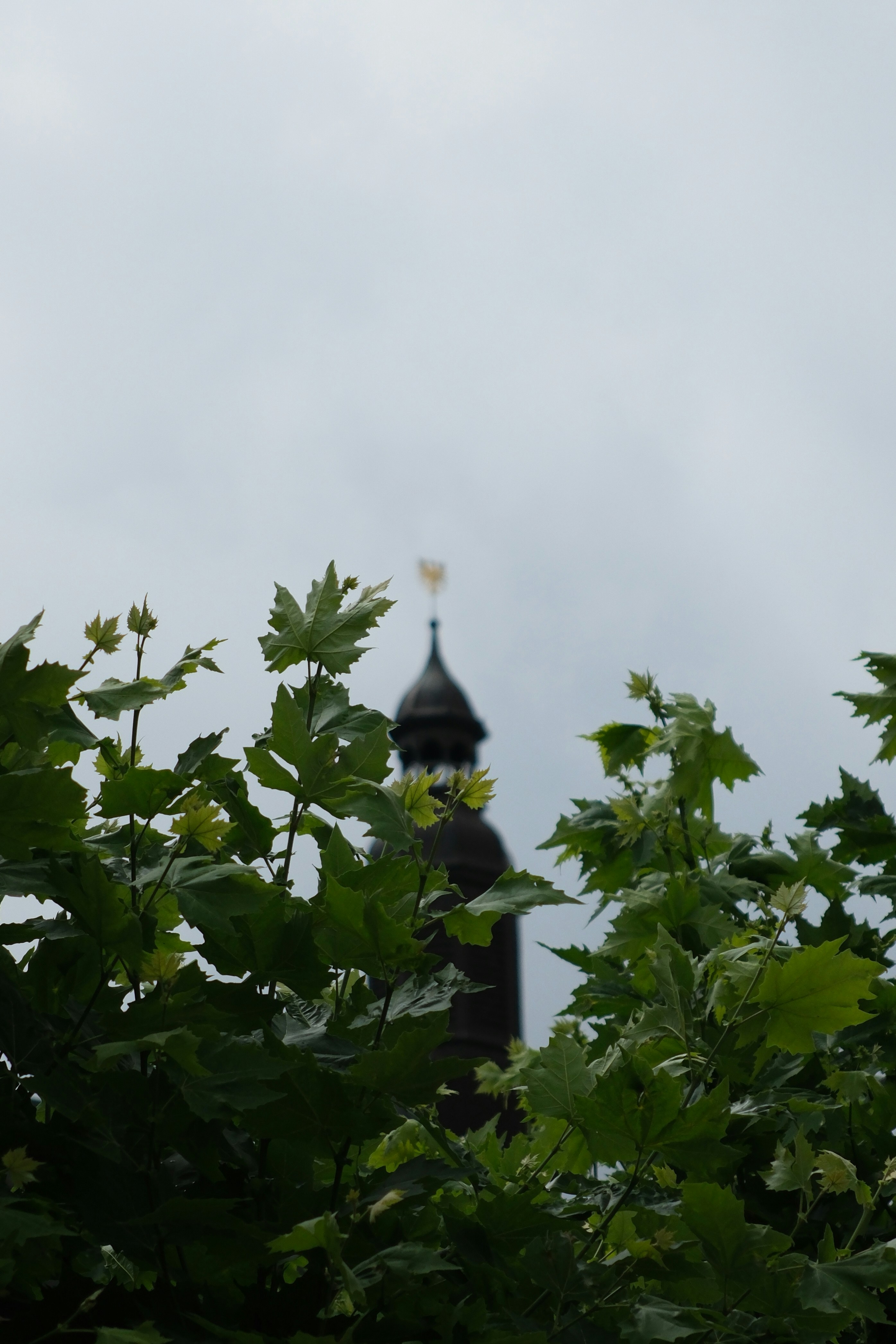 Emerald Foreground with a Distant Clock Tower