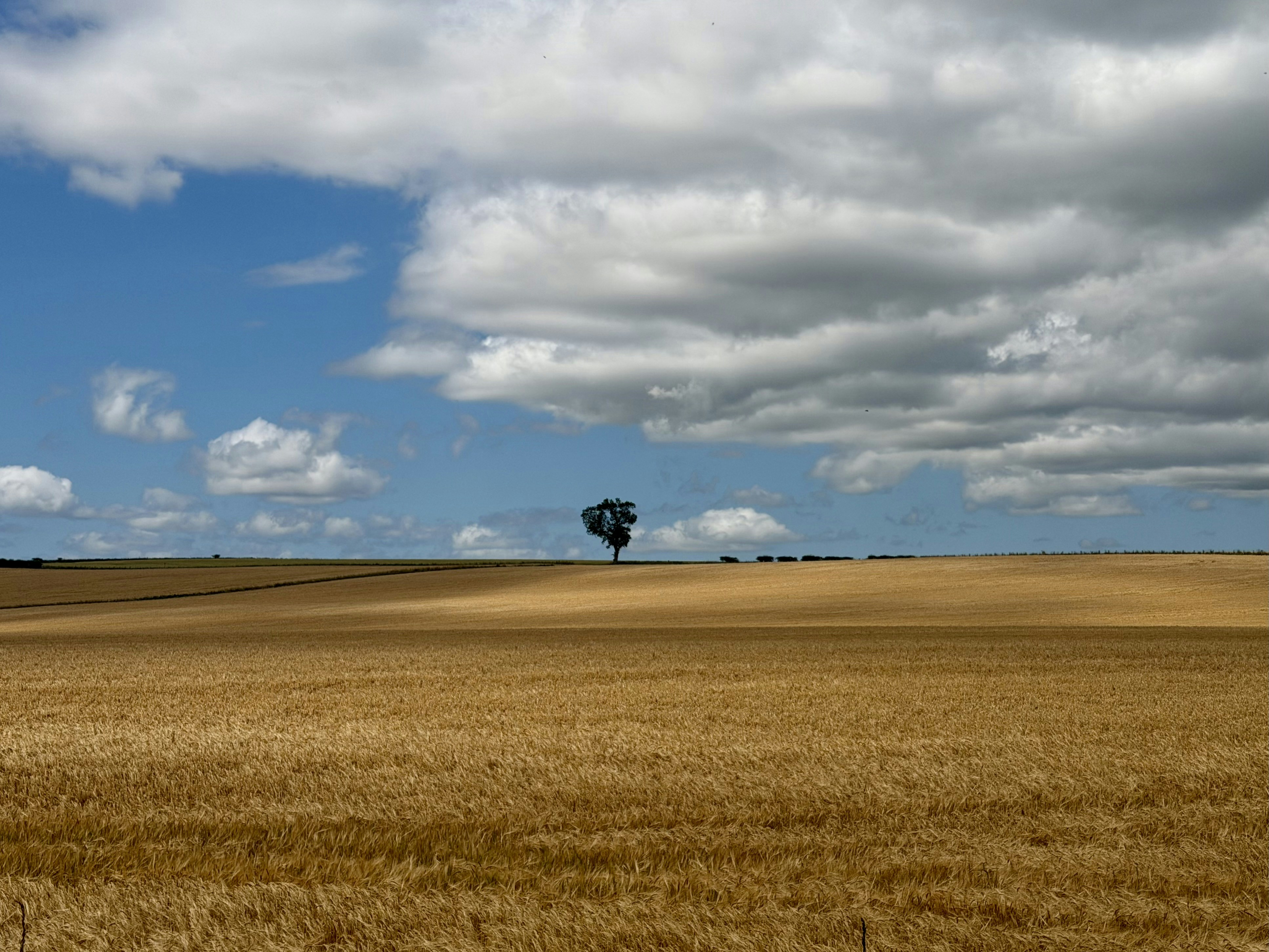 Solo Tree on the Rolling Harvest Horizon