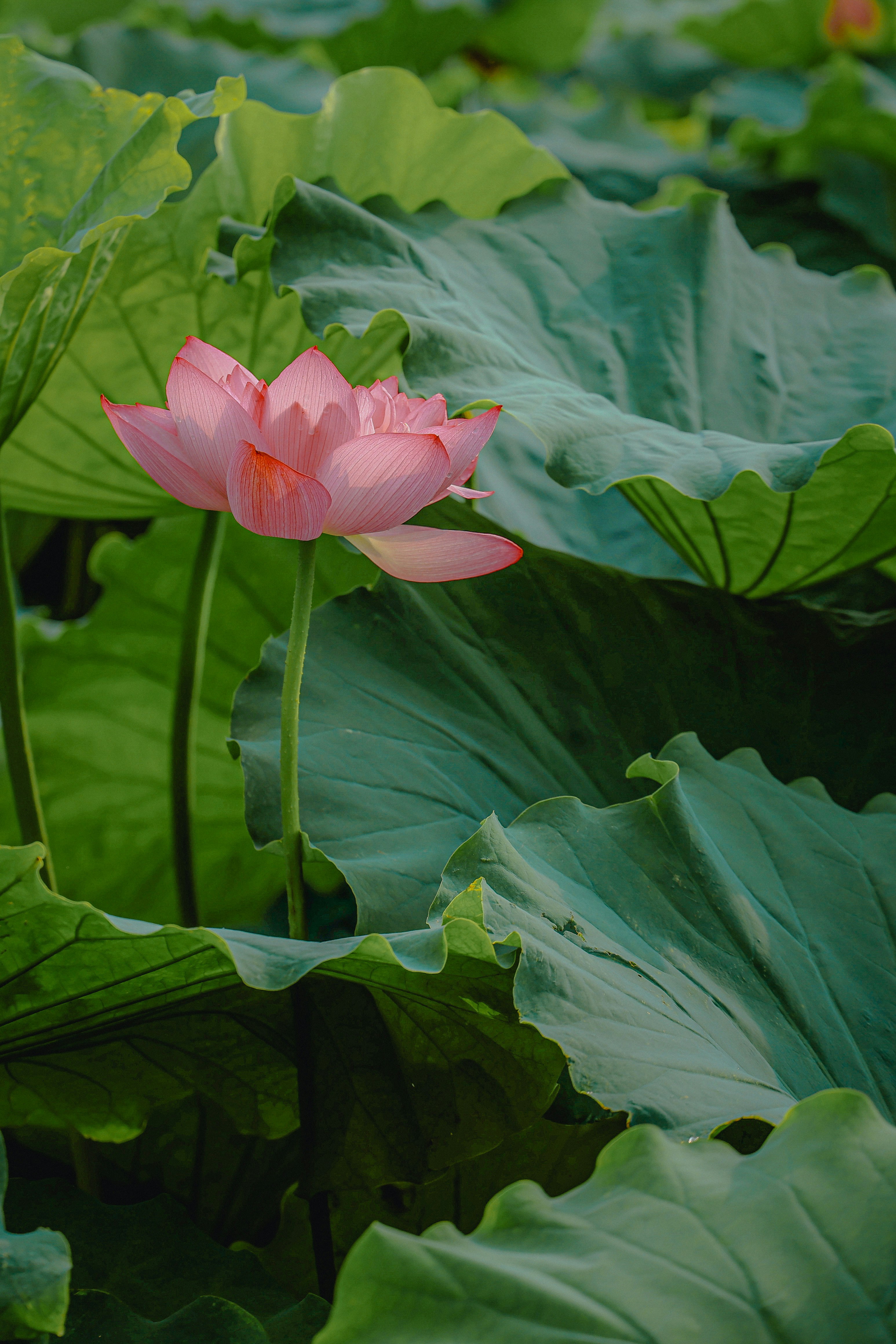 Pink Lotus in Verdant Tide