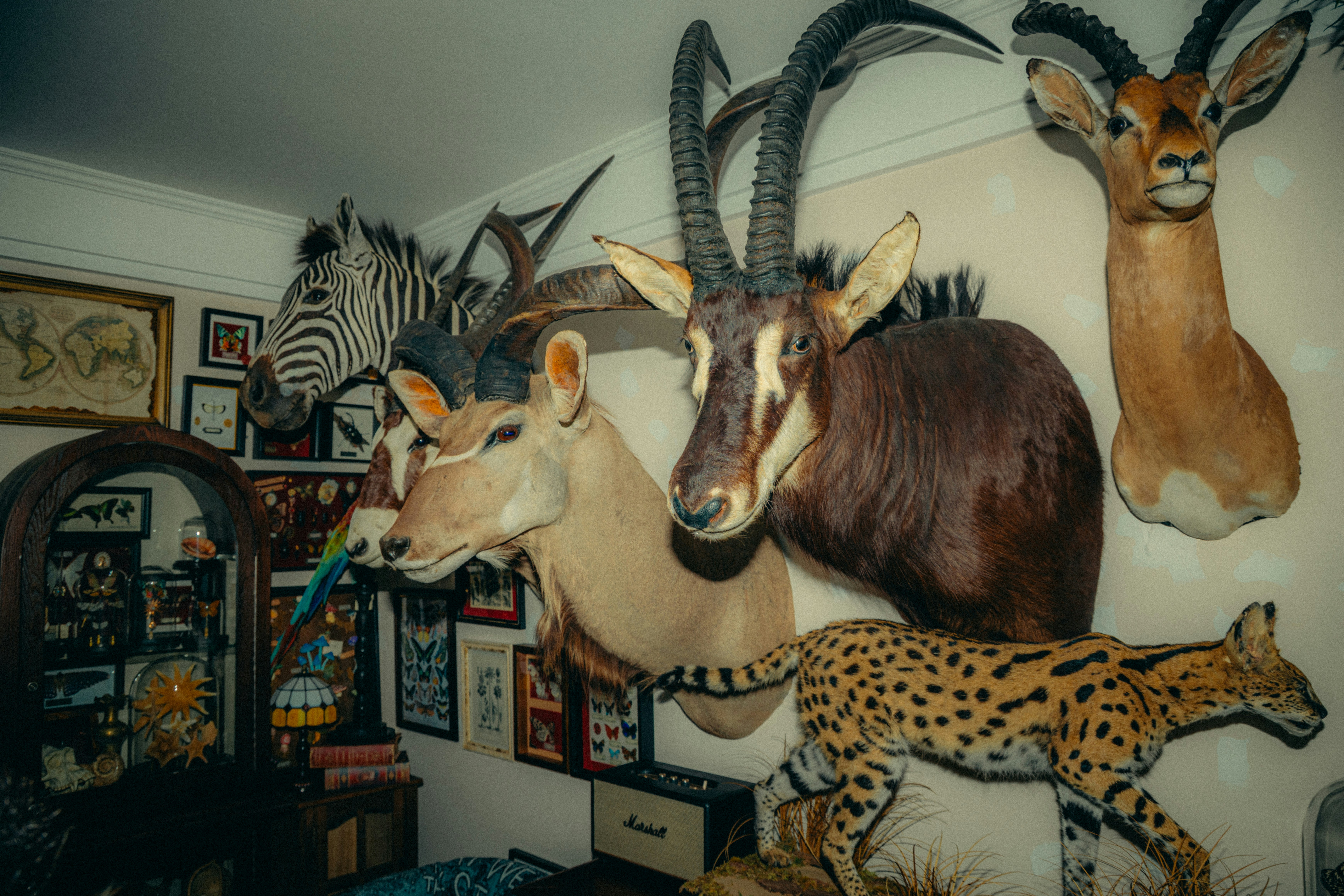 Eclectic room filled with mounted animal heads and vintage decor, creating a wanderer’s taxidermy gallery vibe in a cluttered living space.