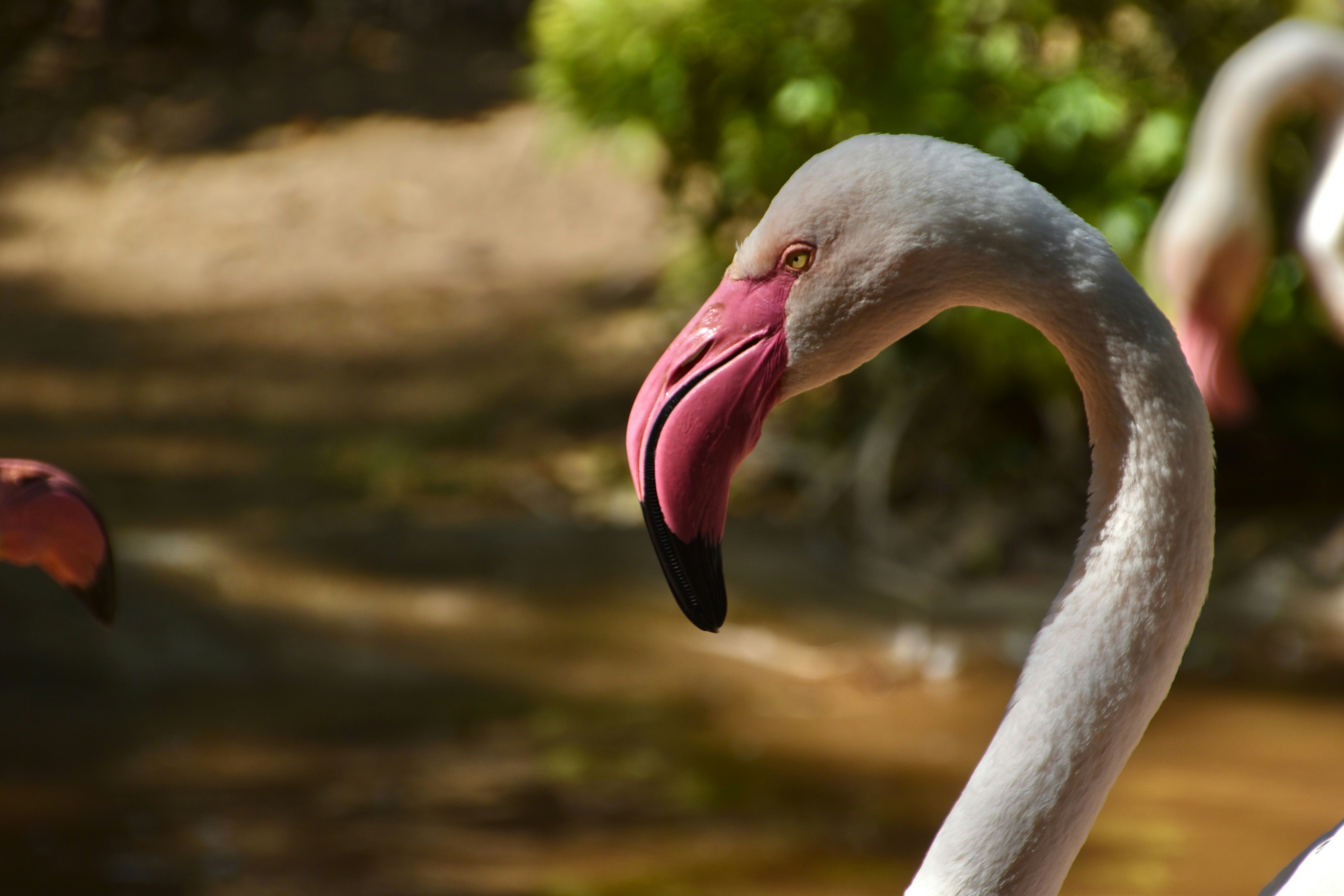 Pink Curved Grace: A Flamingo's Glance at the Water's Edge