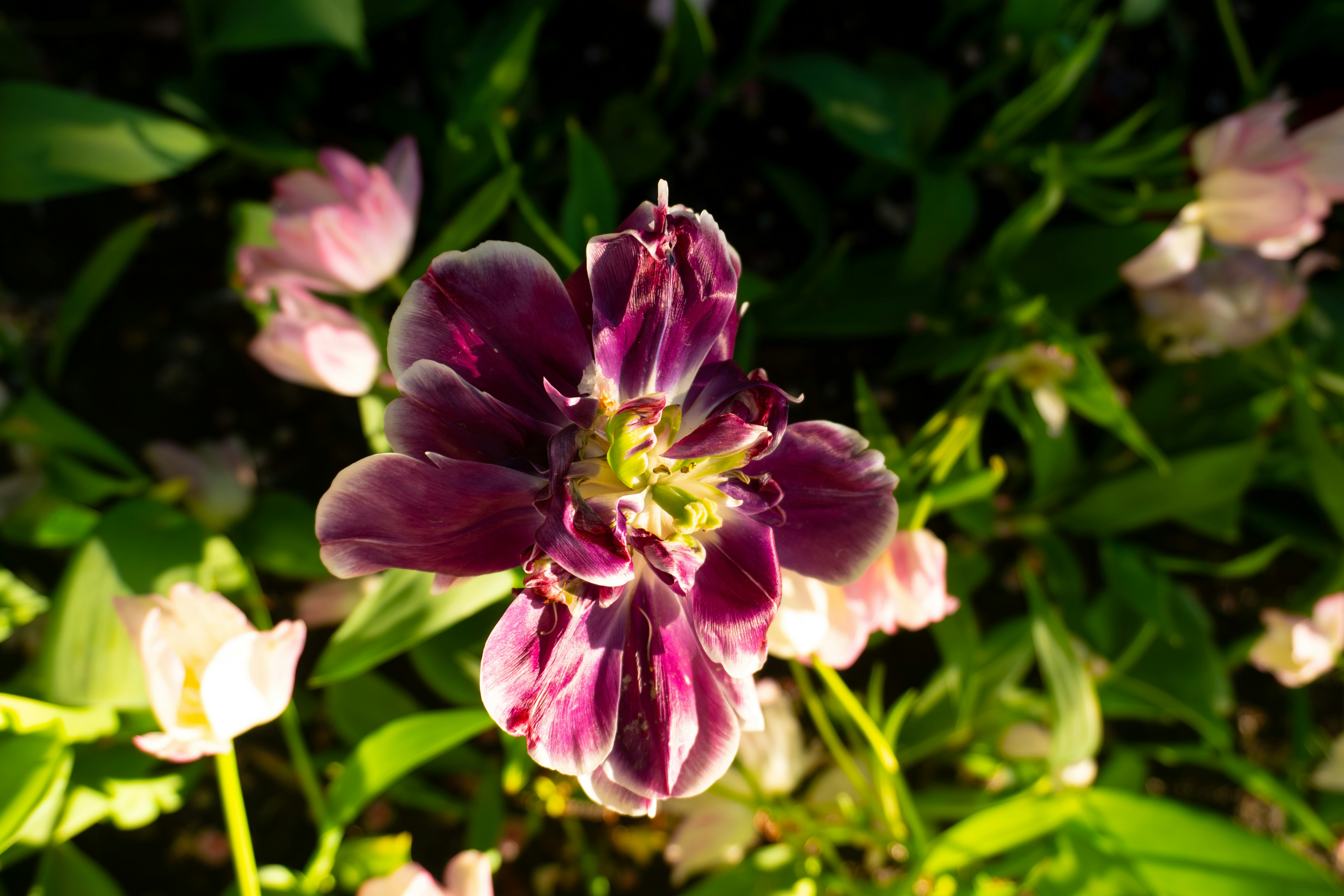 Center Bloom: A Deep Purple Tulip Reaches for Sunlit Petals