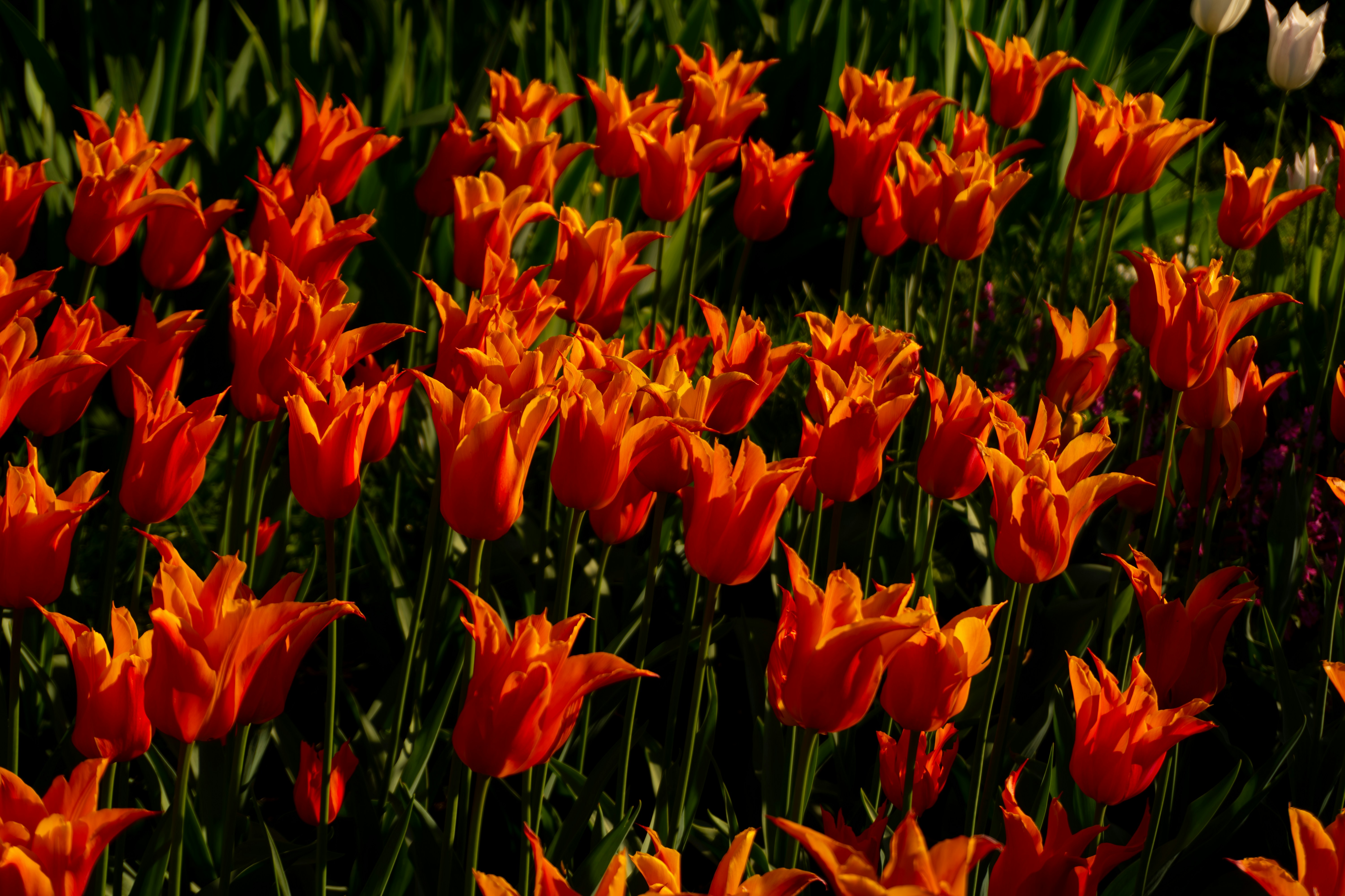 Cluster of vibrant orange tulips bathed in warm light, dense green stems creating a rich floral tapestry.
